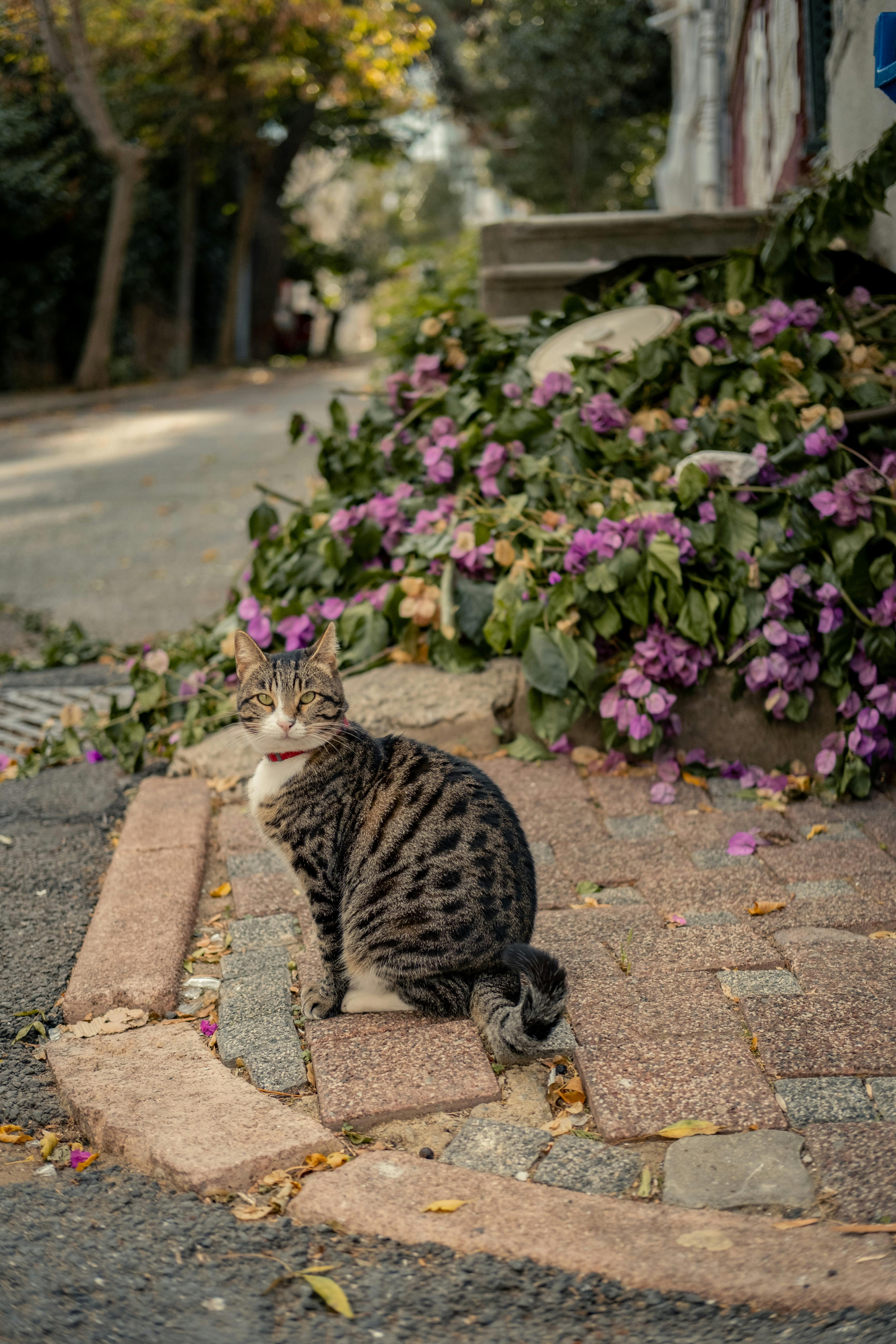 Cat Path Photos, Download The BEST Free Cat Path Stock Photos & HD Images