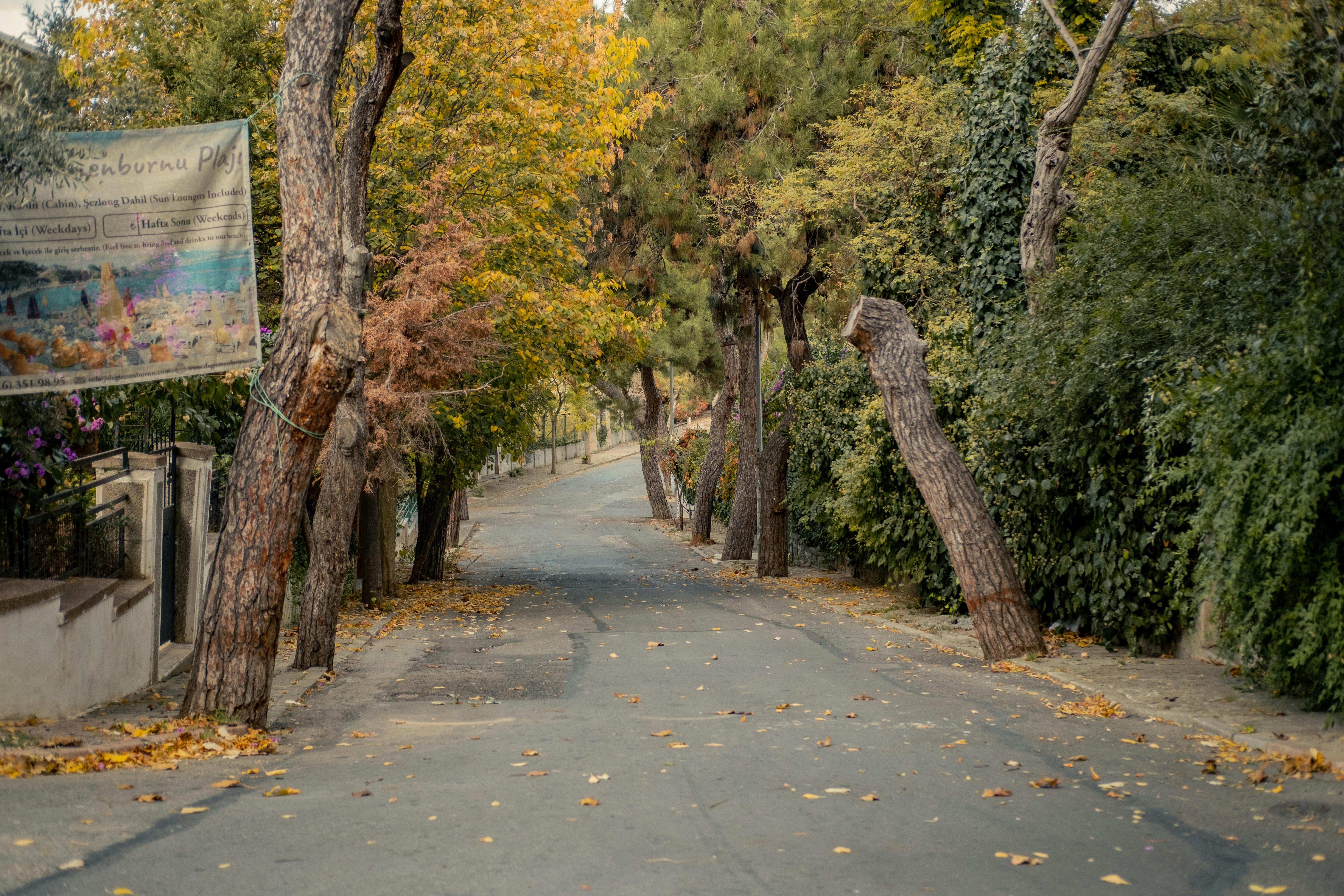 Serene Tree-Lined Pathway with Autumn Foliage · Free Stock Photo