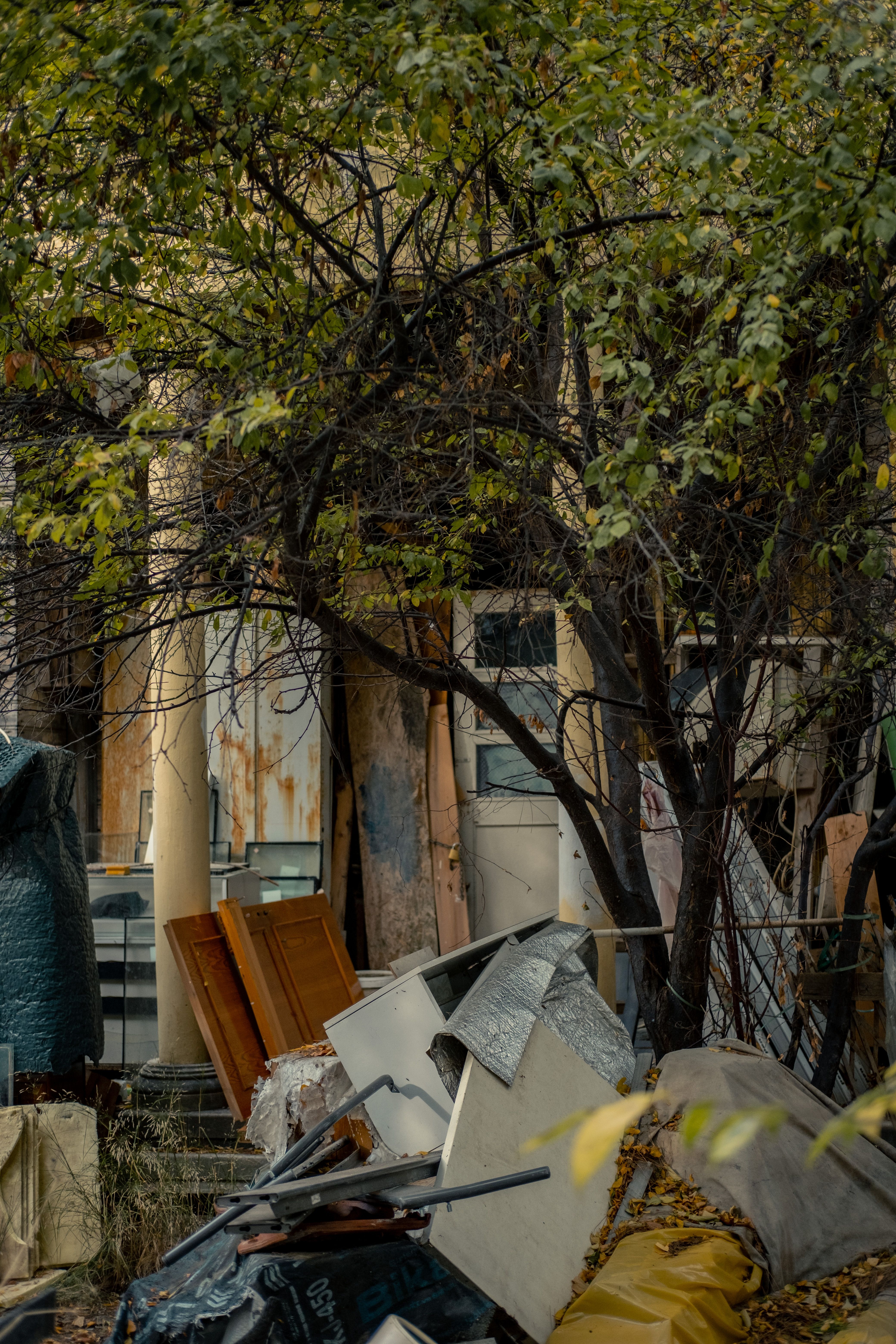Urban Decay: Abandoned Building with Overgrown Trees · Free Stock Photo