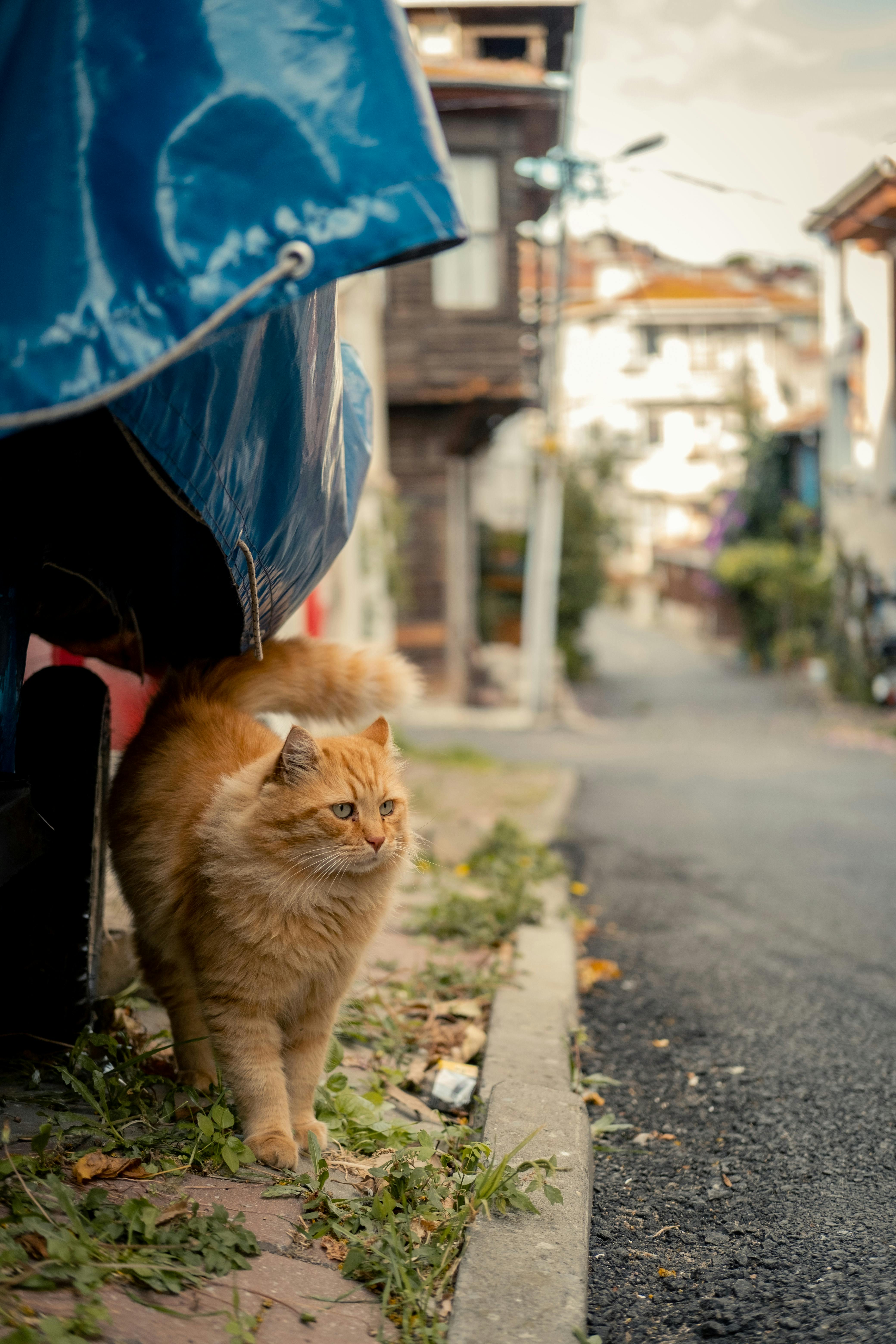 Ginger Cat Strolling in Quaint Urban Alleyway · Free Stock Photo