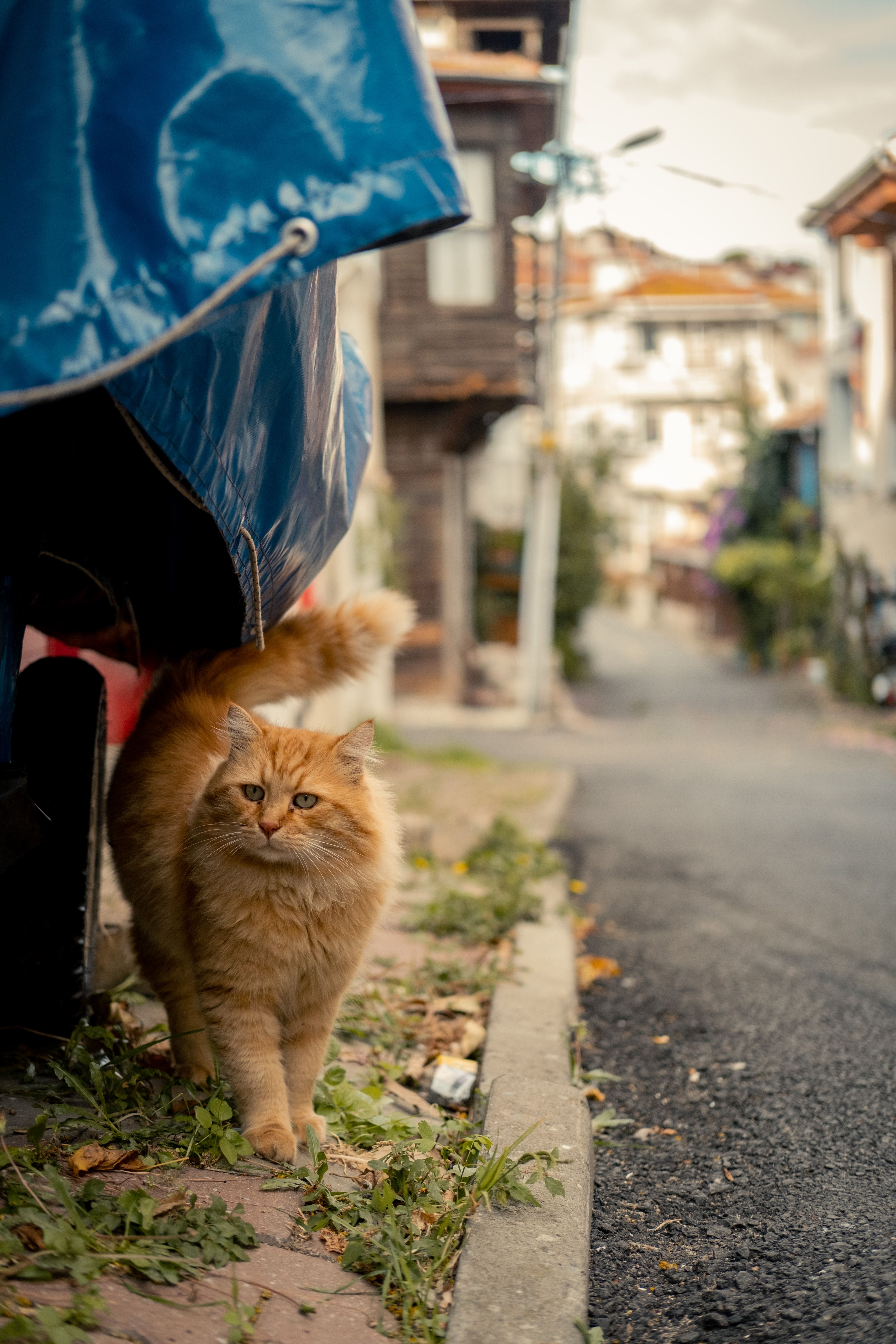 Ginger Cat in Quaint Urban Street Scene · Free Stock Photo