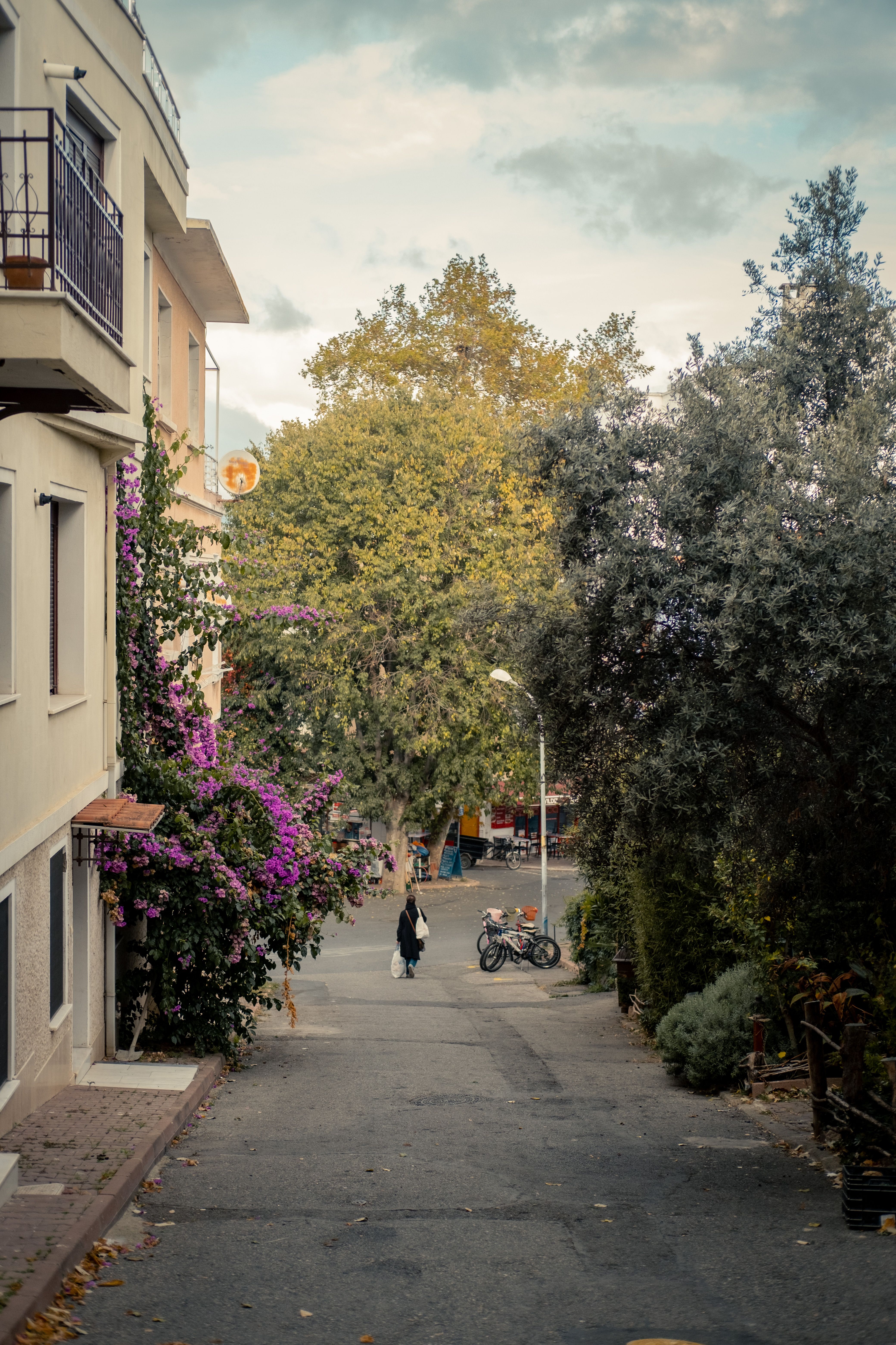Charming Street View with Trees and Bicycle · Free Stock Photo