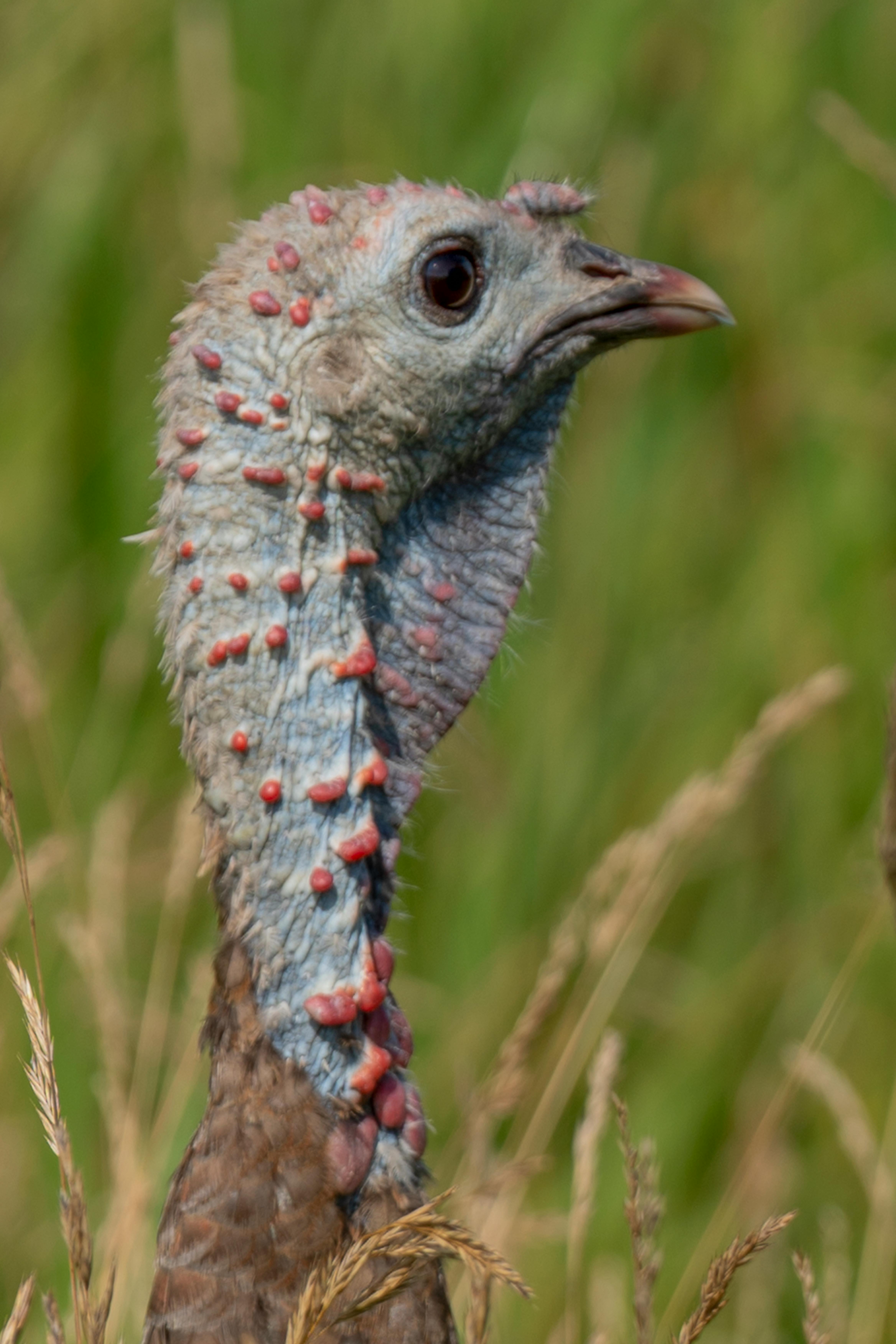 Close-Up of Wild Turkey in Grassy Field · Free Stock Photo