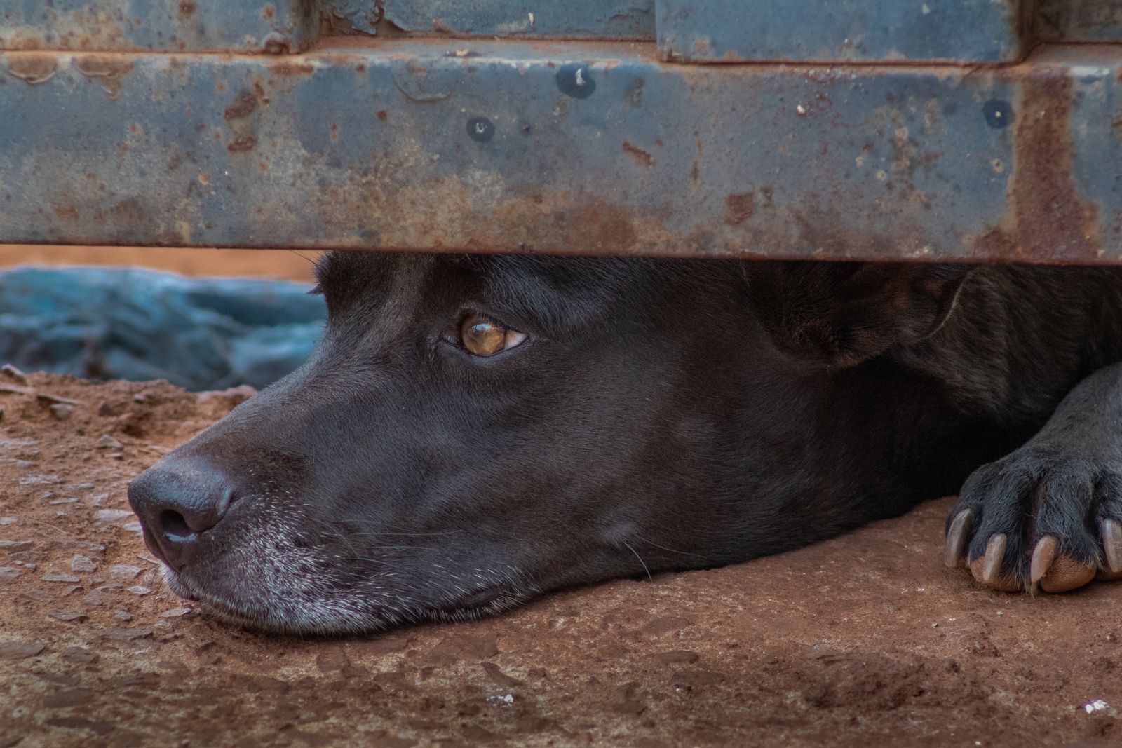 Sad Dog Photos, Download The BEST Free Sad Dog Stock Photos & HD Images