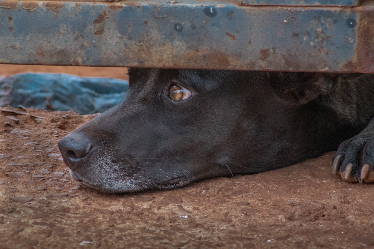 Pug Dog Size Chart: Understanding Your Pug's Growth and Size