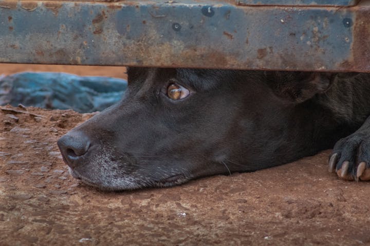 Understanding Dog Behaviour: A Guide to Body Language