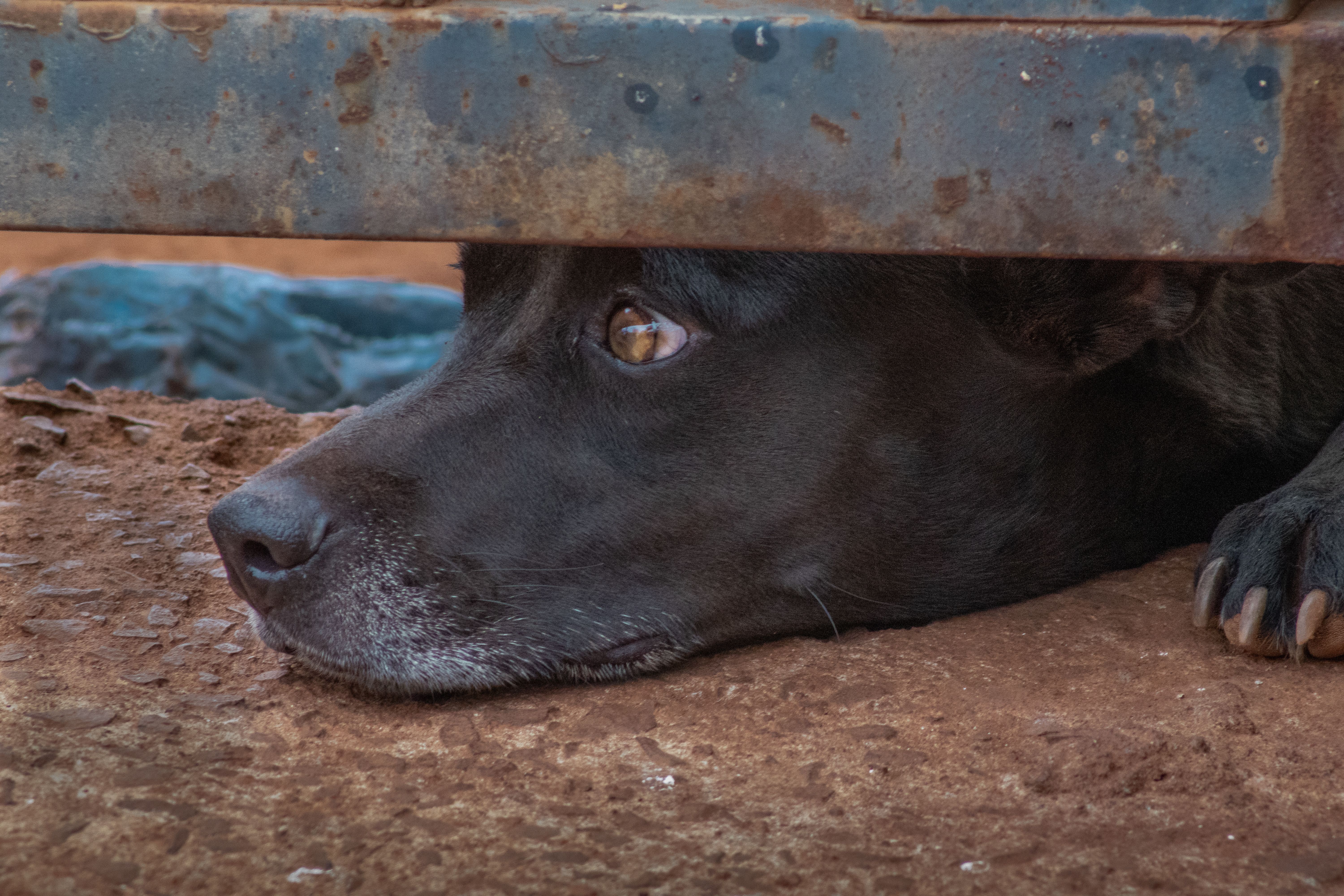 Under Dog Photos, Download The BEST Free Under Dog Stock Photos & HD Images