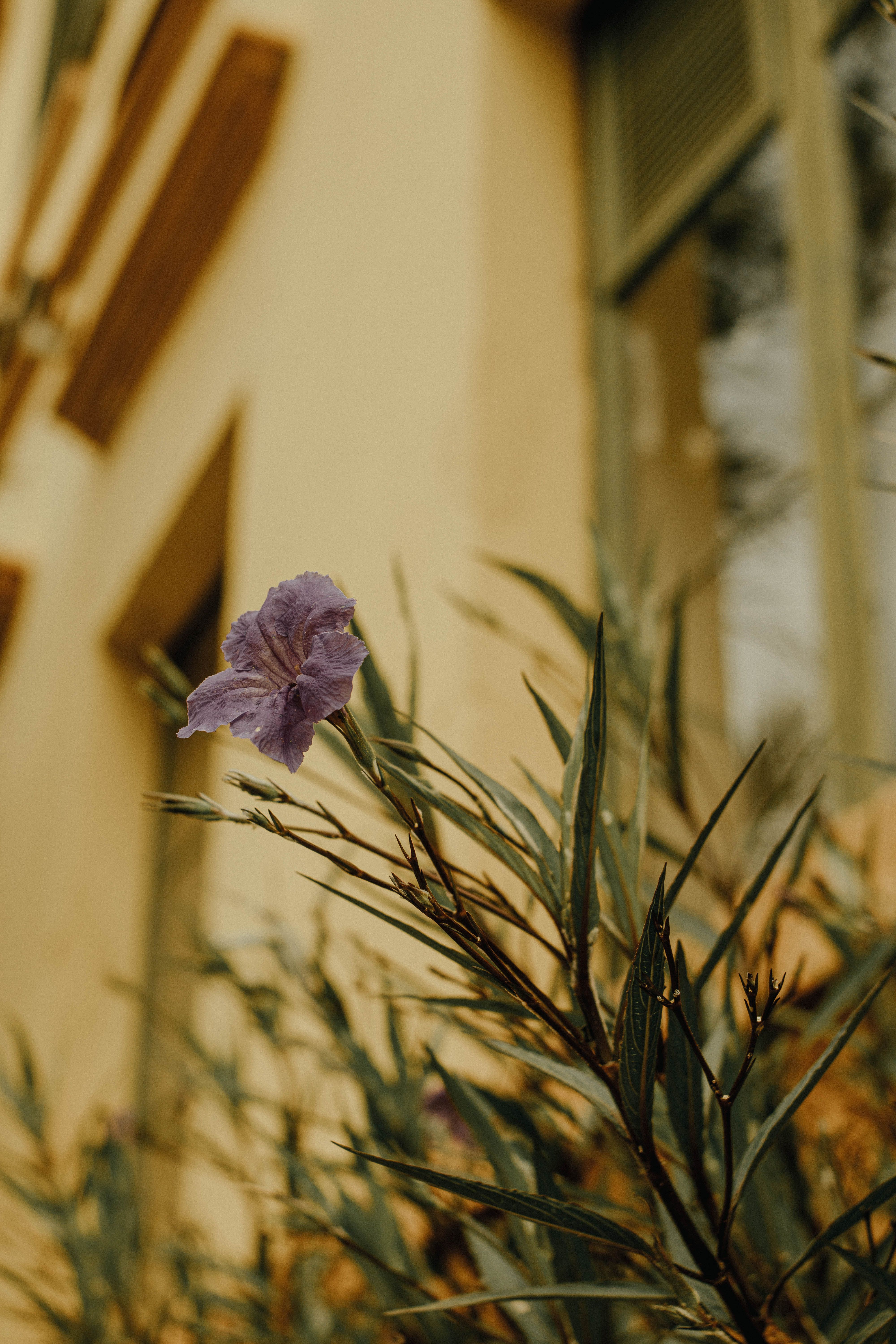 Purple Flower with Abstract Architectural Background · Free Stock Photo