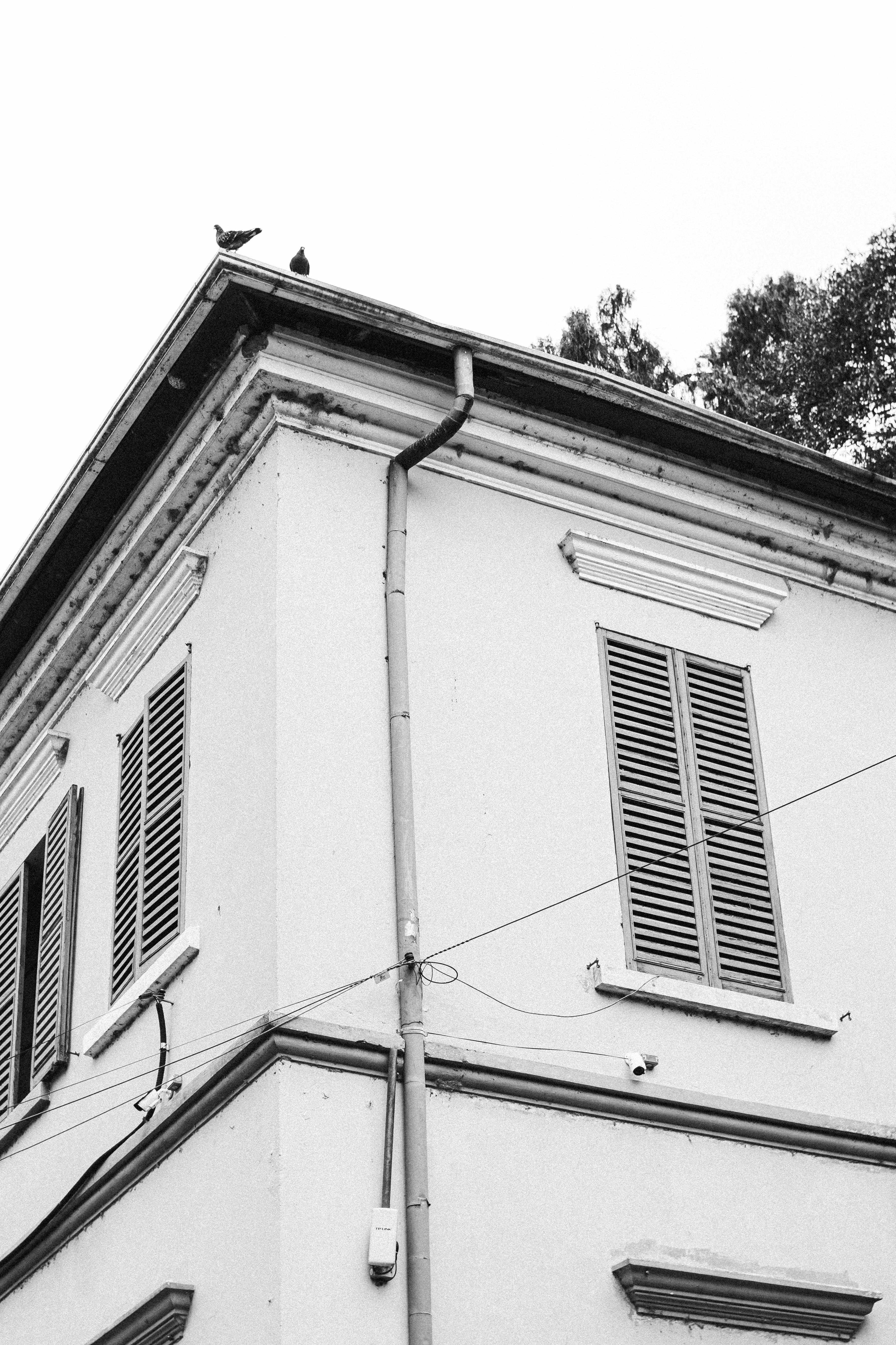 Birds Gutters Photos, Download The BEST Free Birds Gutters Stock Photos ...