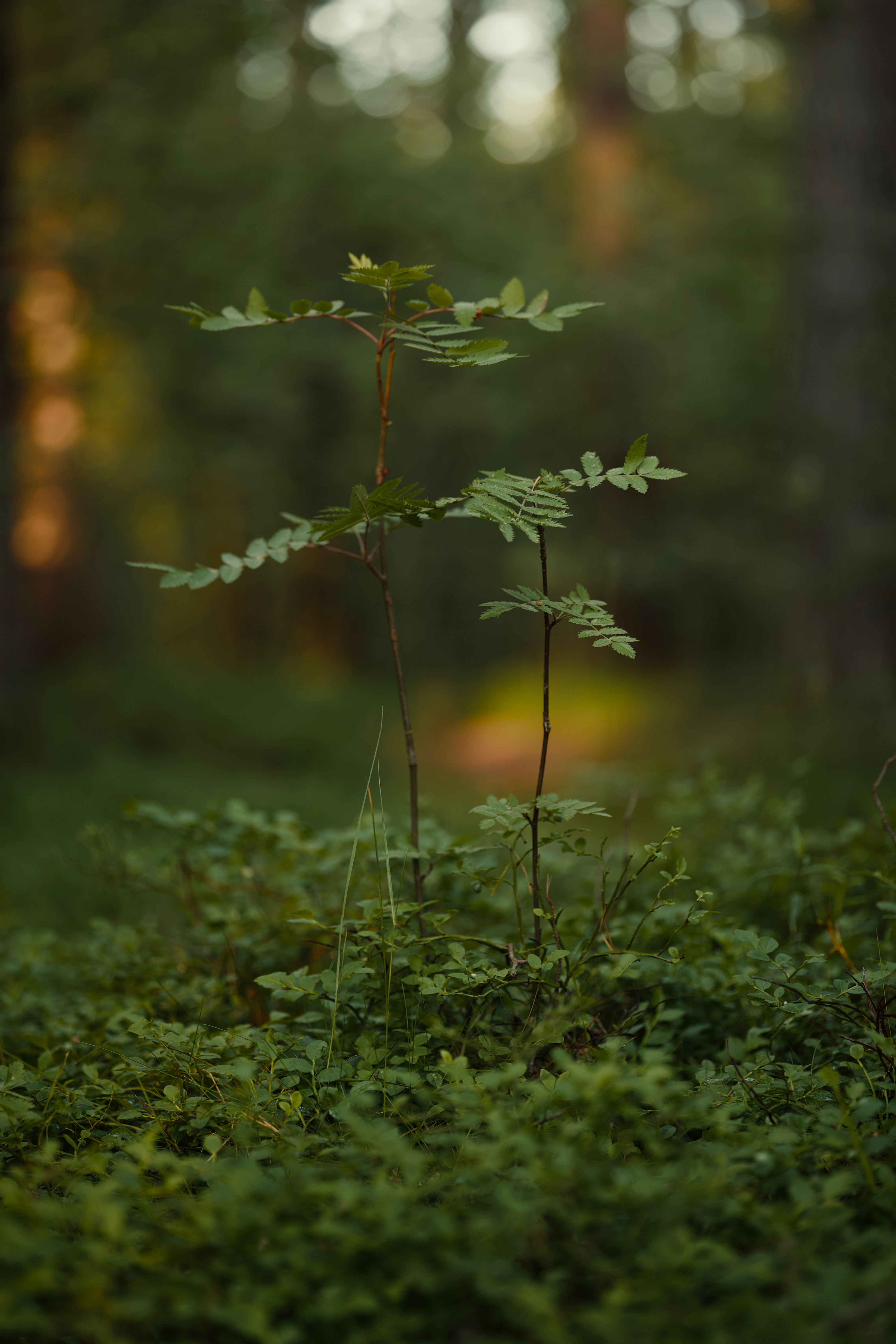 Pohon Muda Di Hutan Hijau Subur · Foto Stok Gratis
