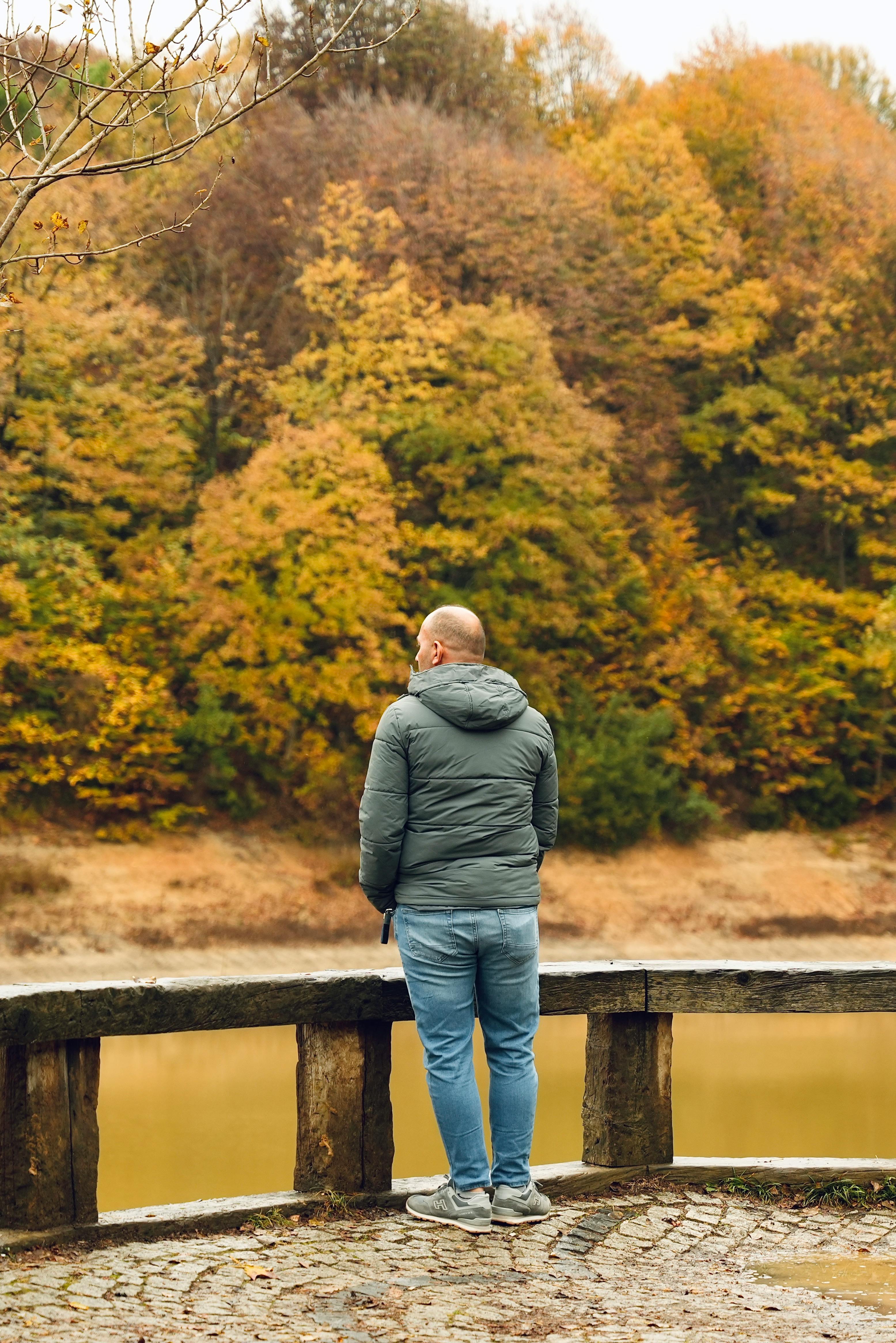 Fall Forest Photos, Download The BEST Free Fall Forest Stock Photos ...