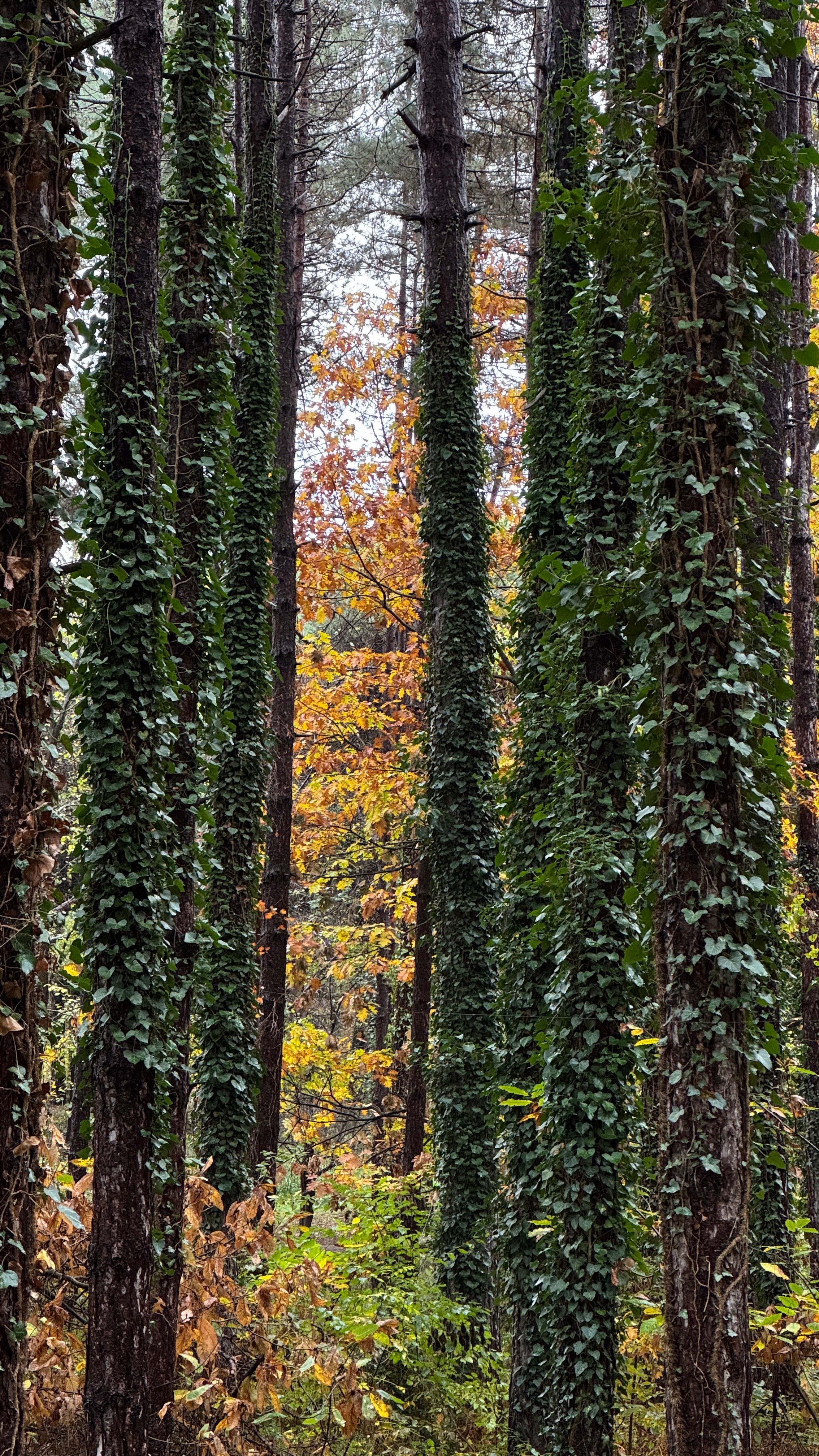 Autumn Forest with Ivy-Covered Trees · Free Stock Photo