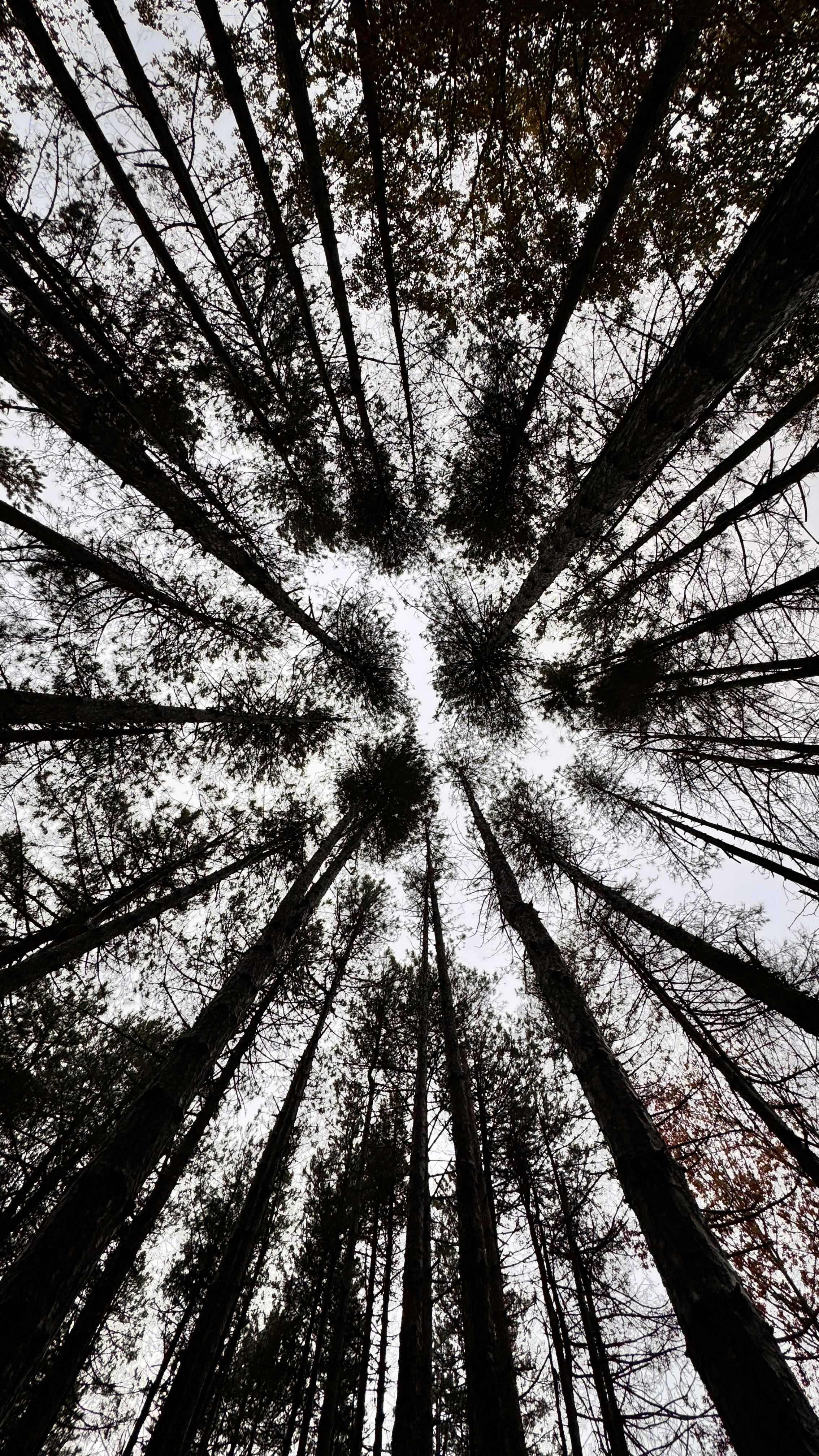 Majestic View of Tall Forest Trees from Below · Free Stock Photo
