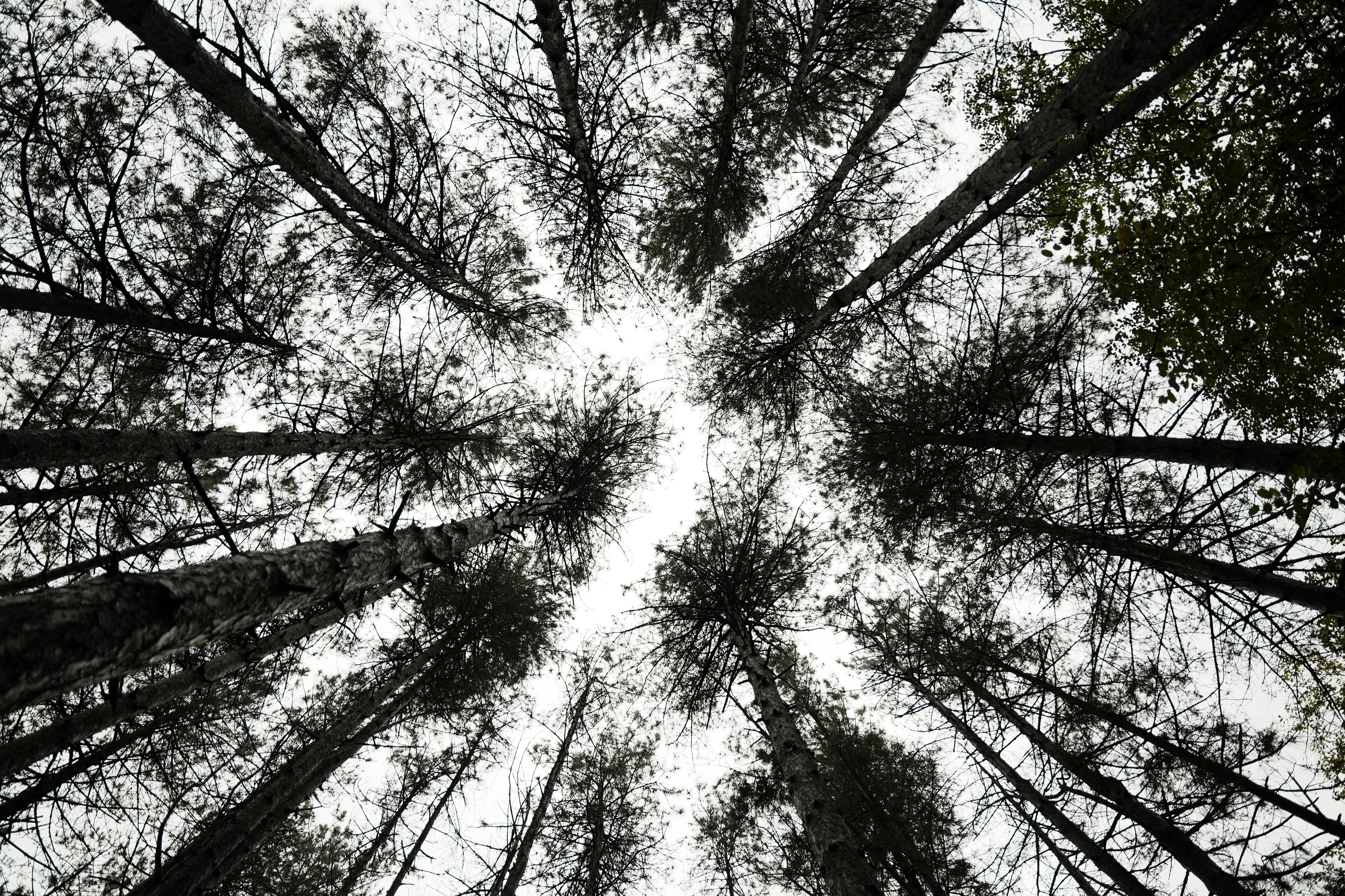 Trees From Below Photos, Download The BEST Free Trees From Below Stock ...