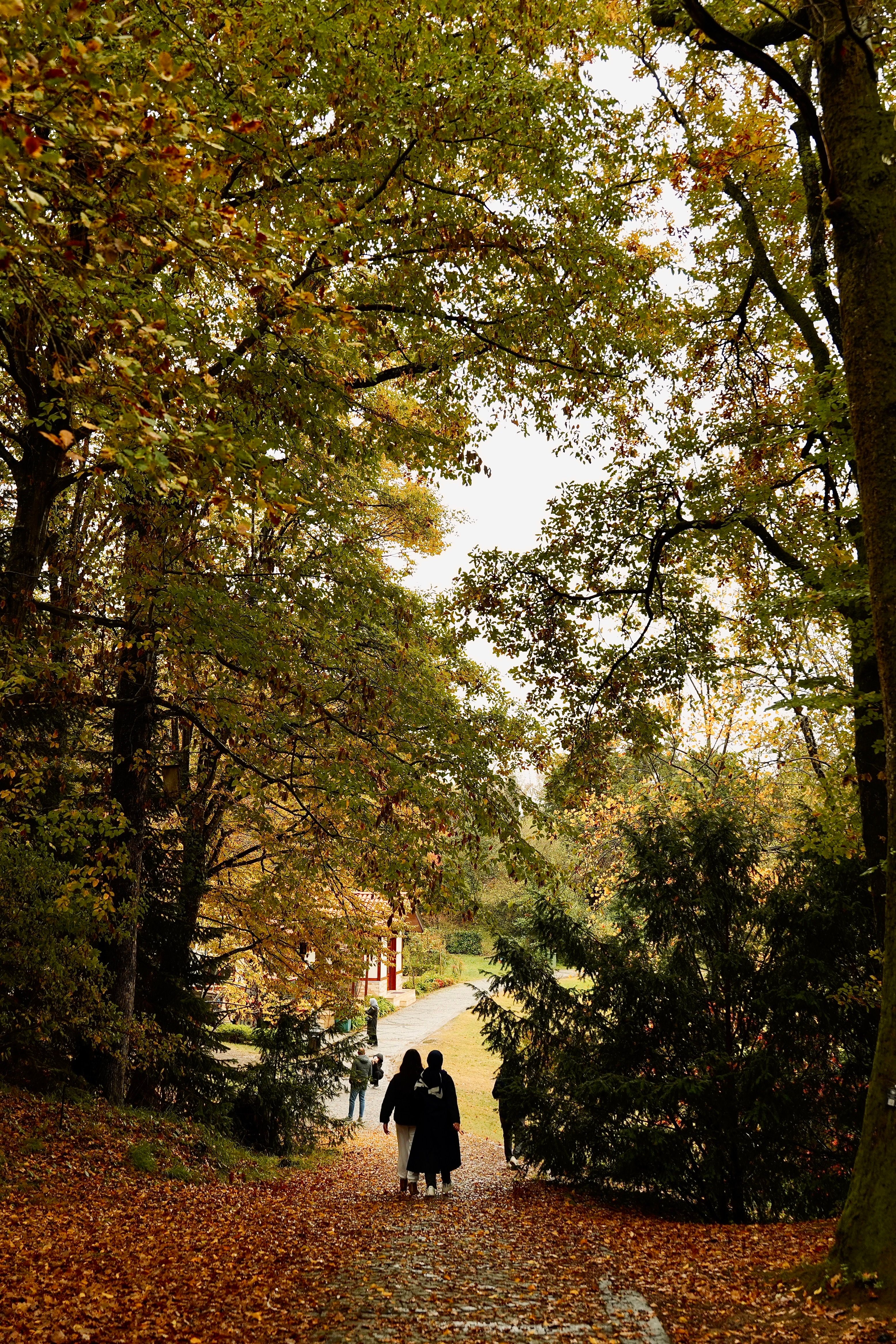 Autumn Walk through Scenic Forest Path · Free Stock Photo