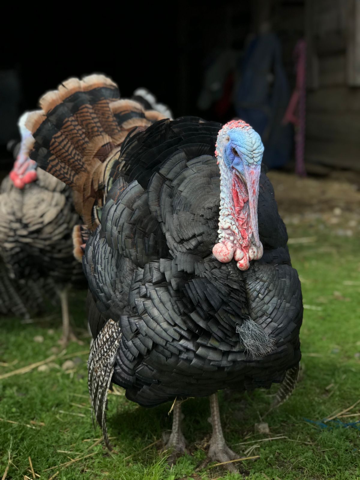Wild Turkey Photos, Download The BEST Free Wild Turkey Stock Photos ...