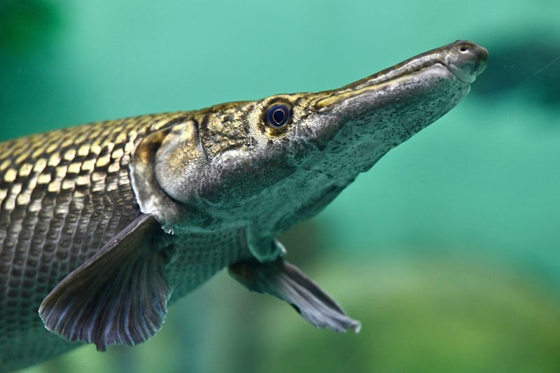 Aquarium Fish Photos, Download The BEST Free Aquarium Fish Stock Photos ...