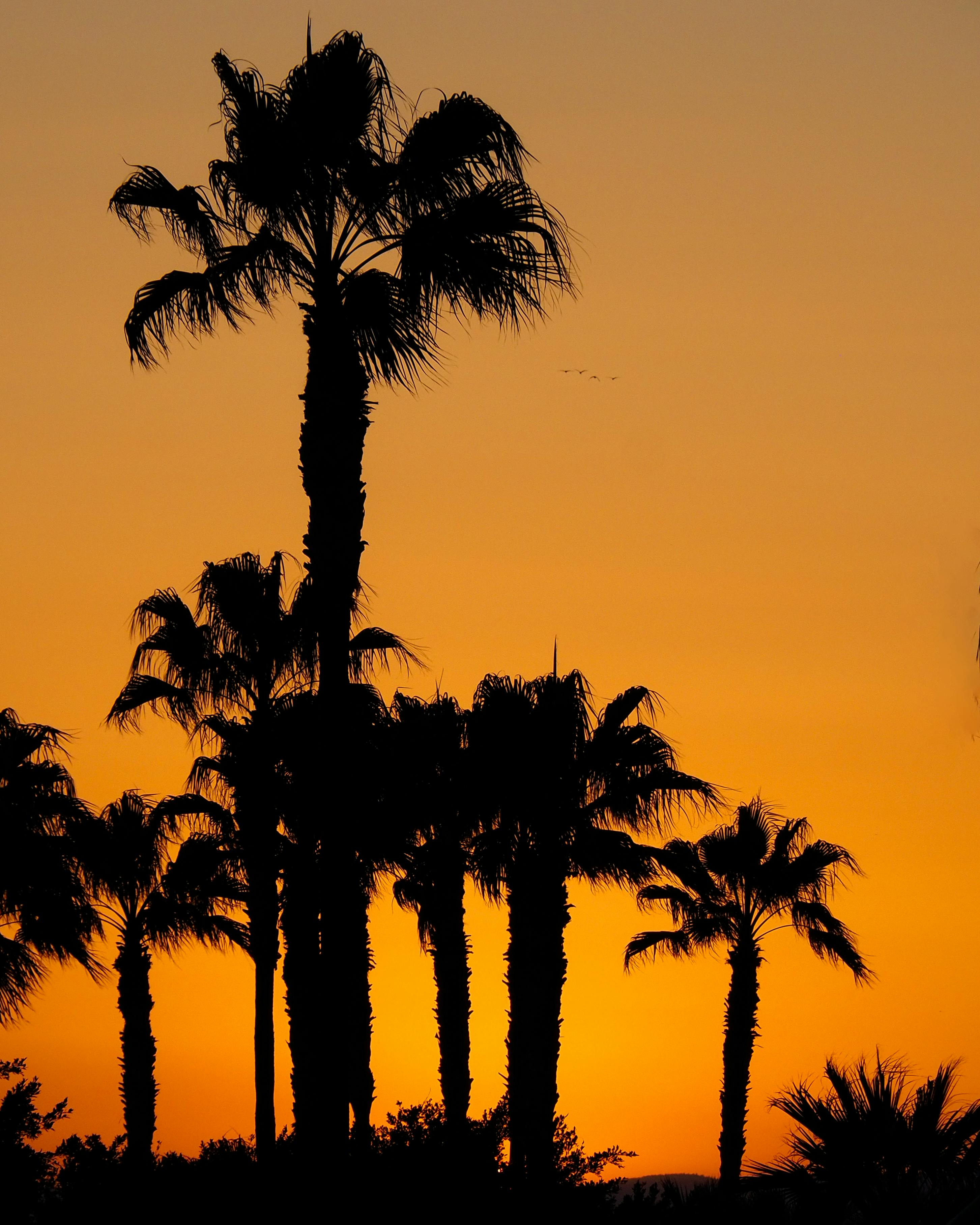 Stunning Silhouette of Palm Trees at Sunset in Mersin · Free Stock Photo