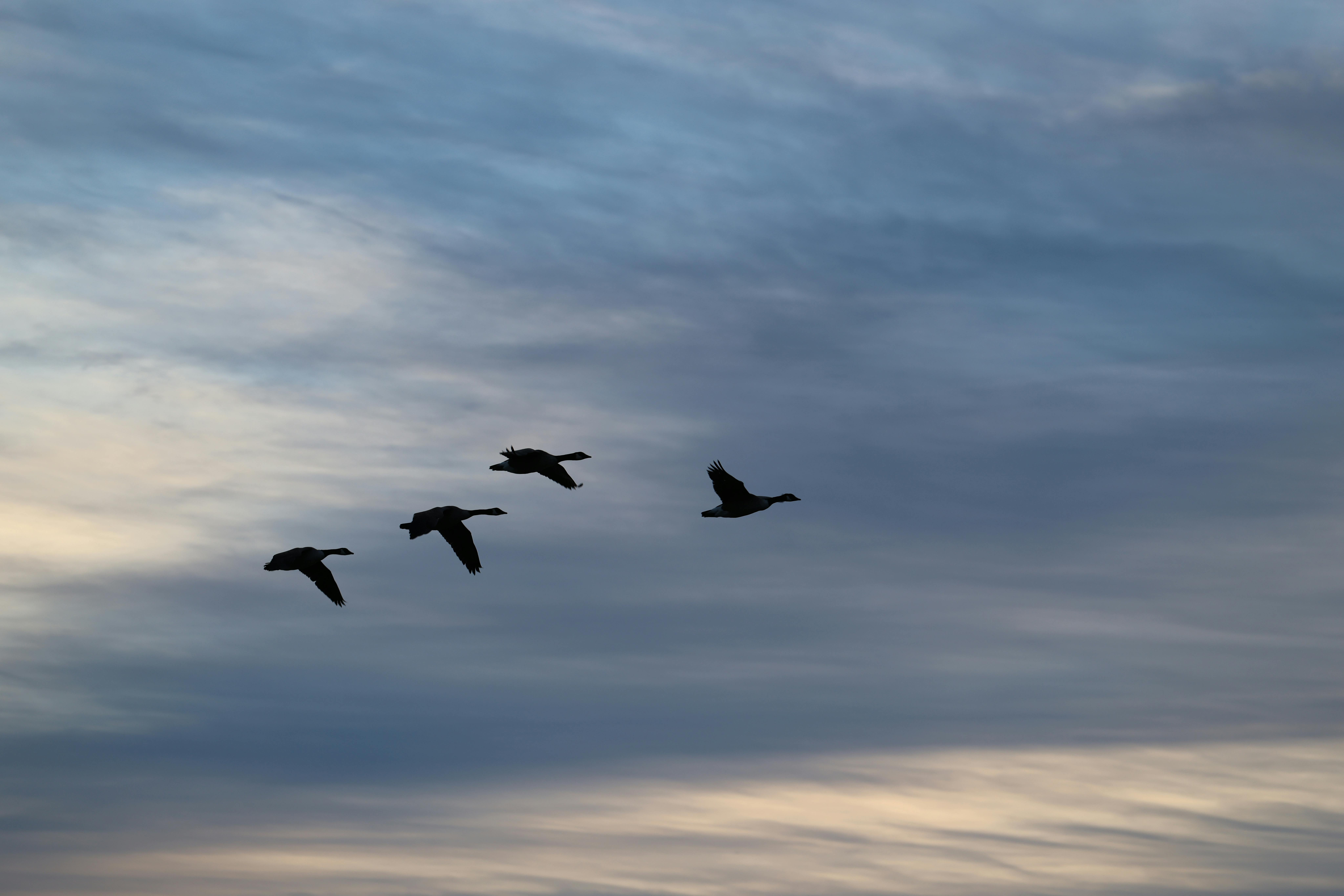 Migrating Geese at Twilight over Stamford · Free Stock Photo