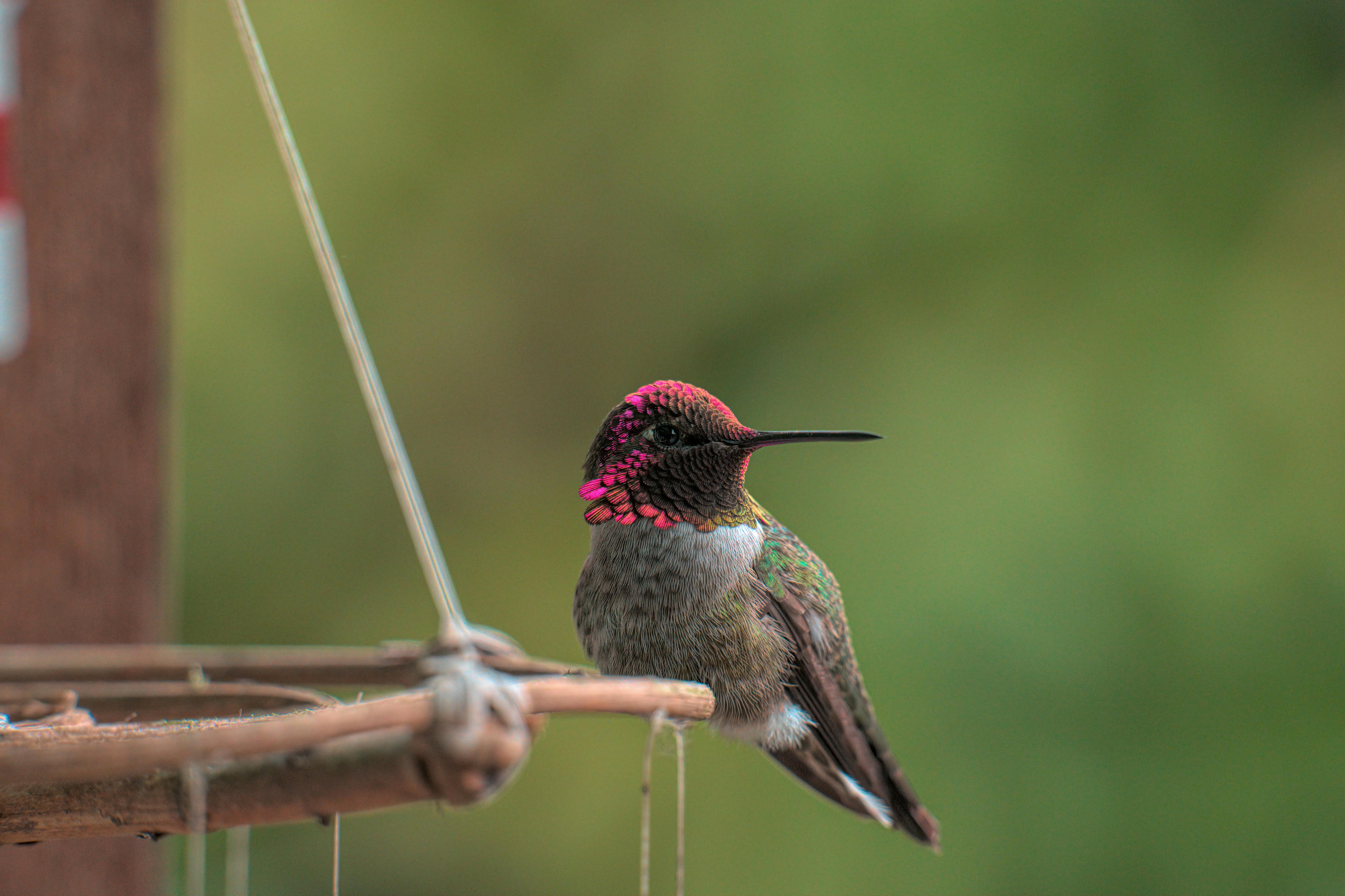 Male Anna's Hummingbird on Feeder Perch in Washington · Free Stock Photo