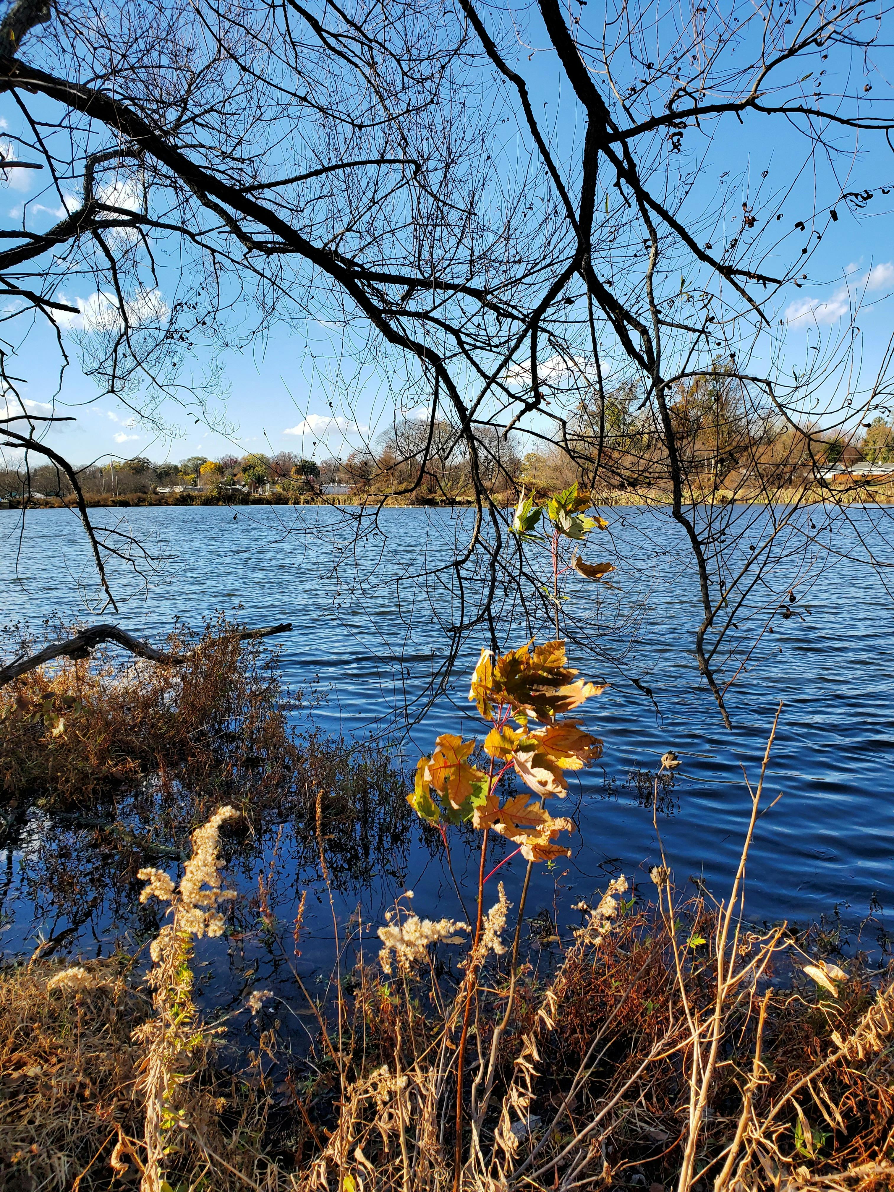 Scenic Fall Lake View with Leafy Branches · Free Stock Photo