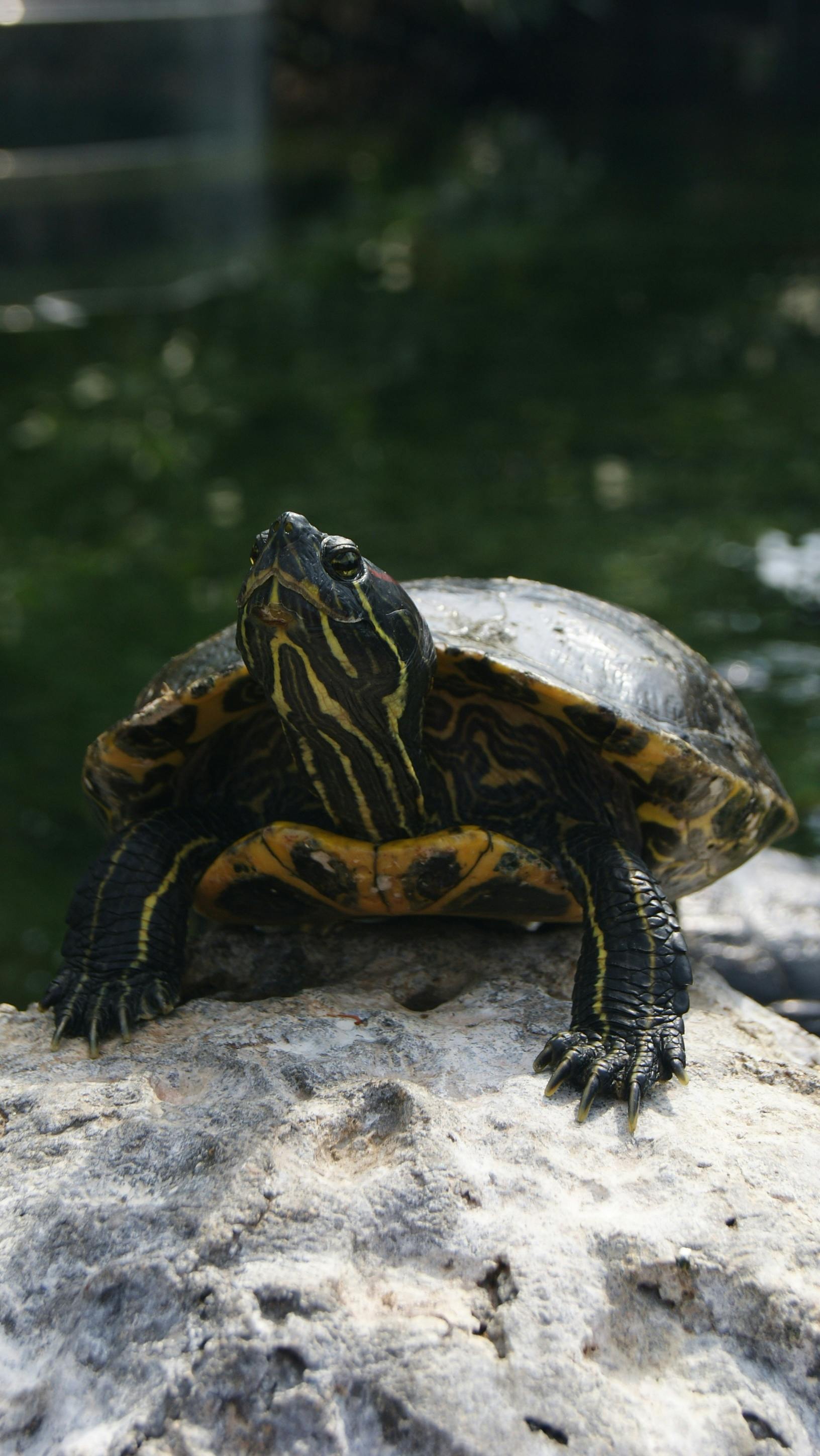 Basking Robin Photos, Download The BEST Free Basking Robin Stock Photos ...