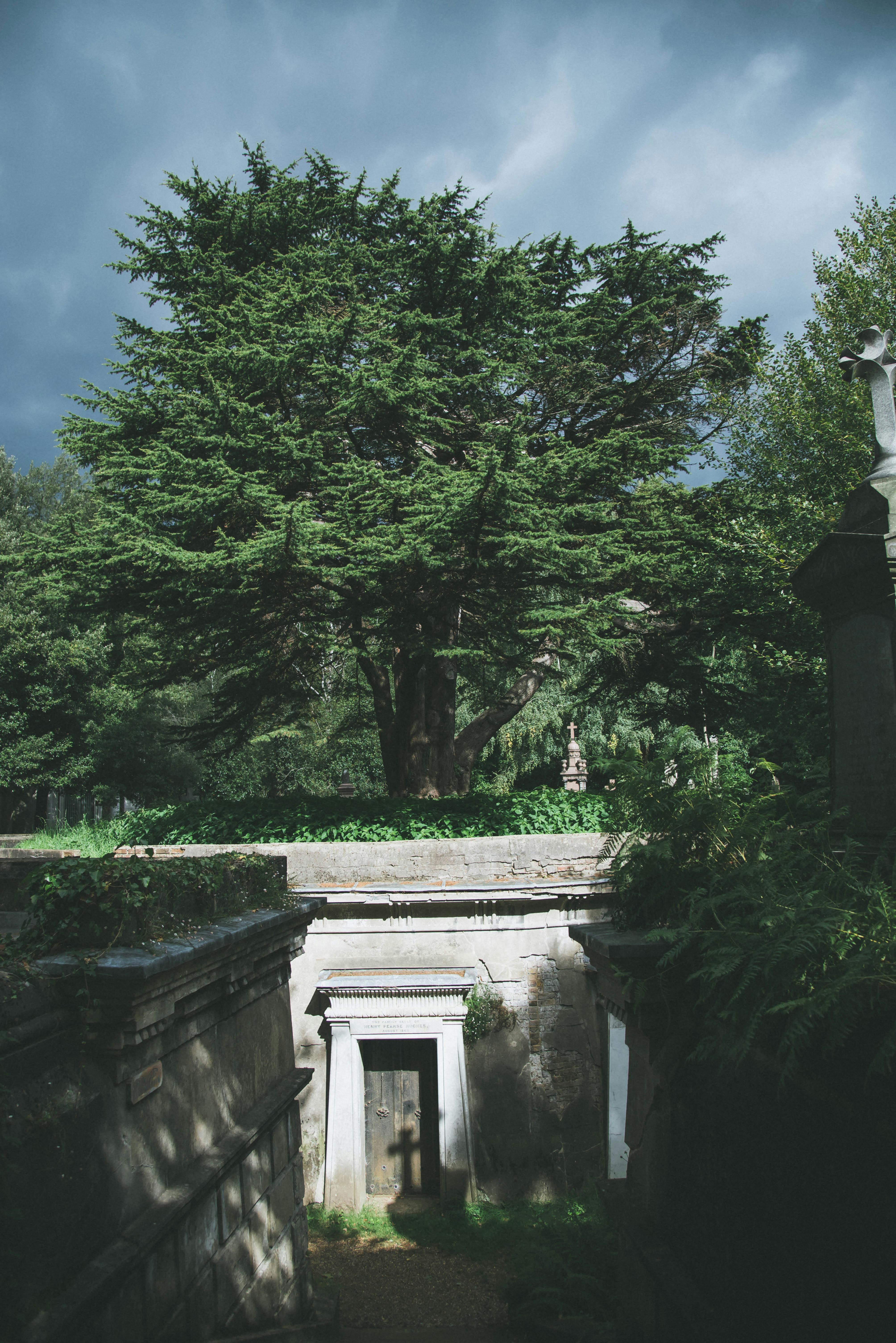 Majestic Tree Overlooking Historic Cemetery Tomb · Free Stock Photo
