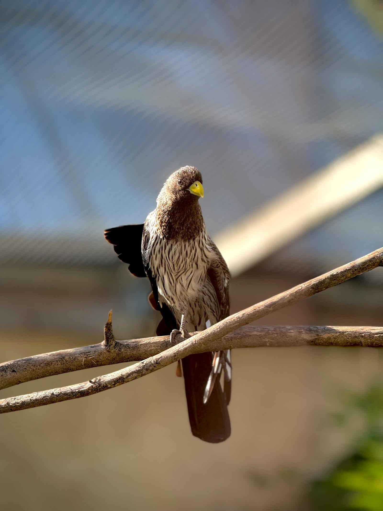 Koyal Bird Photos, Download The BEST Free Koyal Bird Stock Photos & HD ...