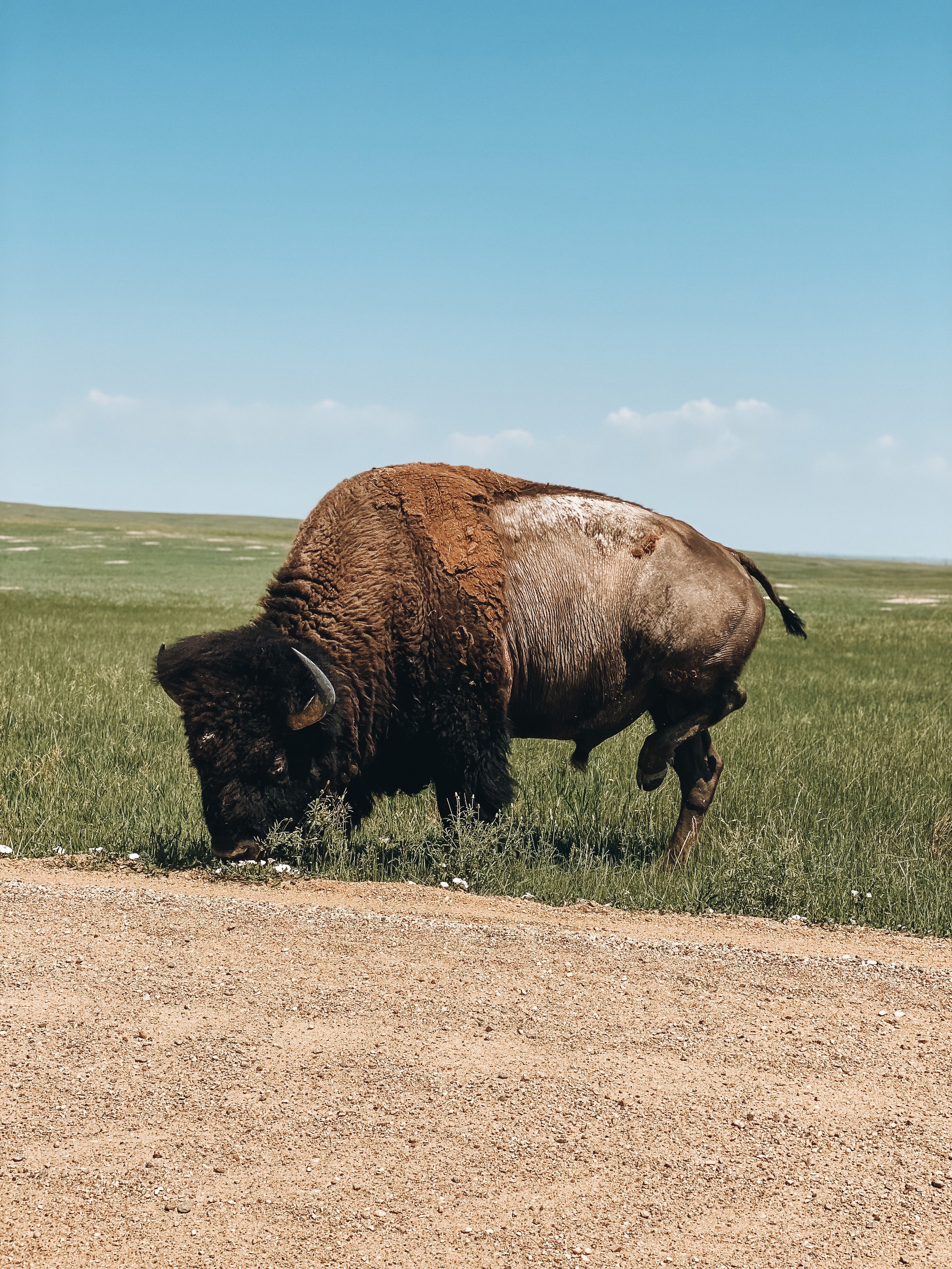 Majestic American Bison Grazing in South Dakota Plains · Free Stock Photo