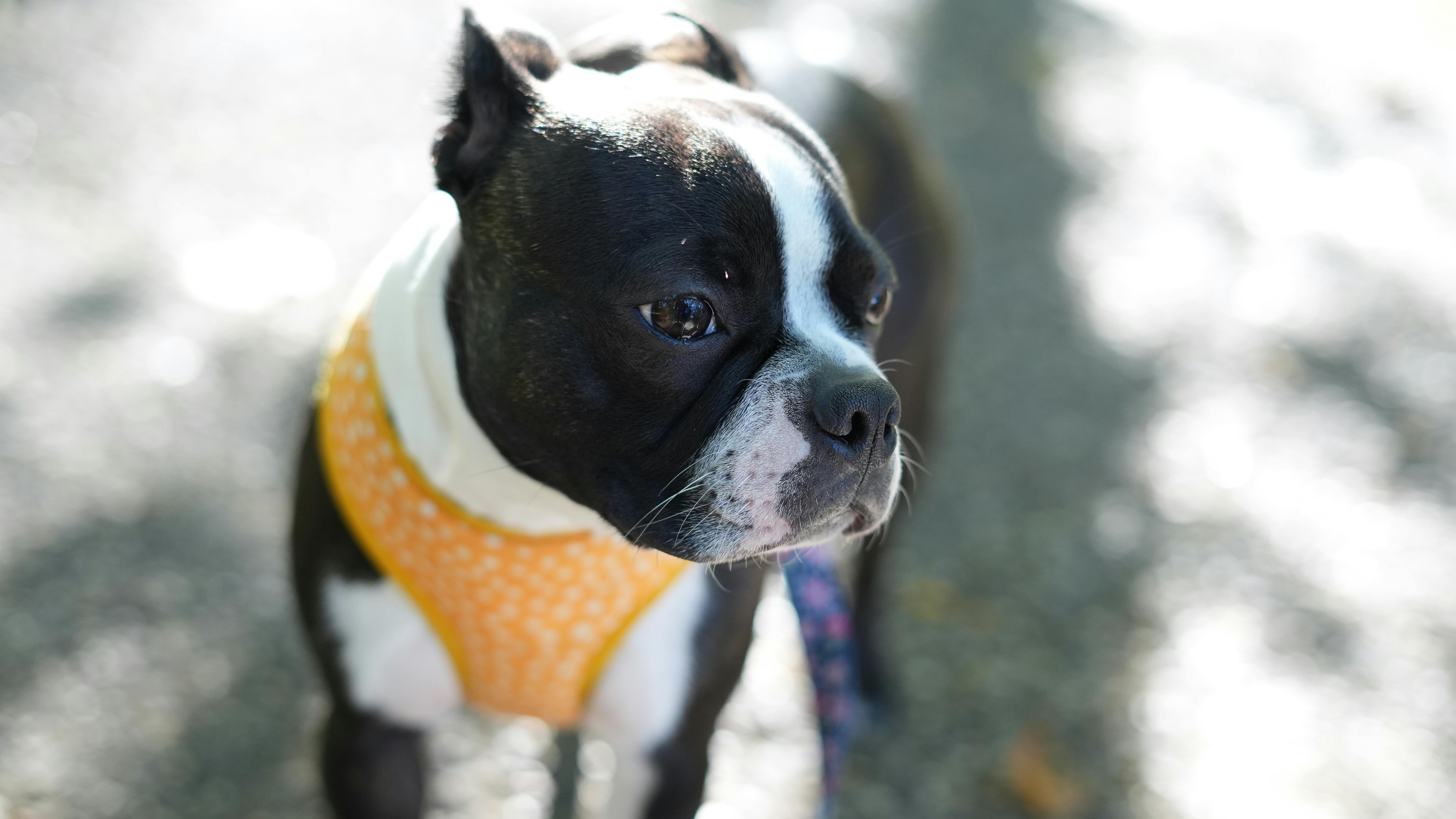 Bull And Finch In Boston Photos, Download The BEST Free Bull And Finch ...