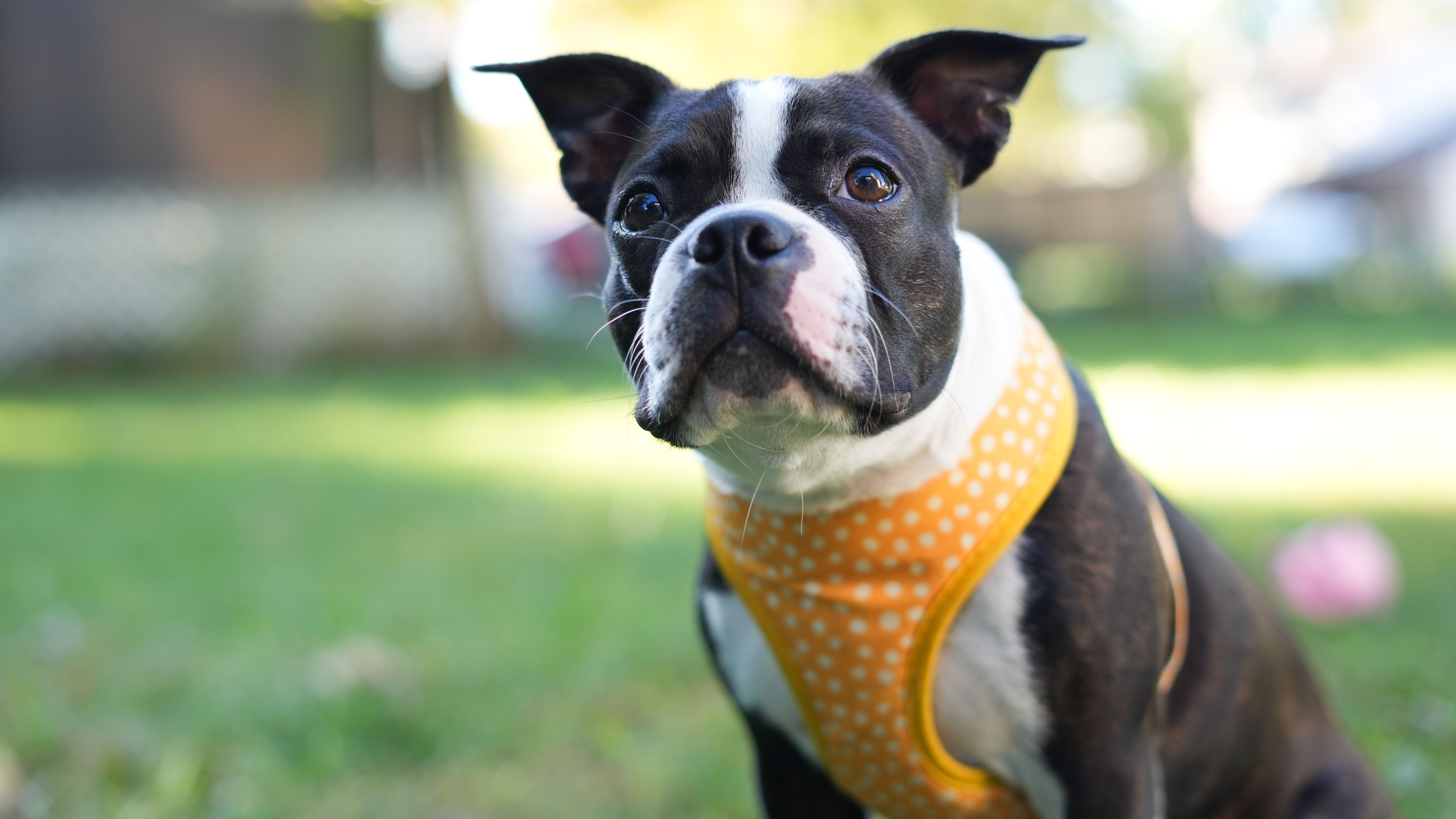 Adorable Boston Terrier in Polka Dot Vest Outdoors · Free Stock Photo