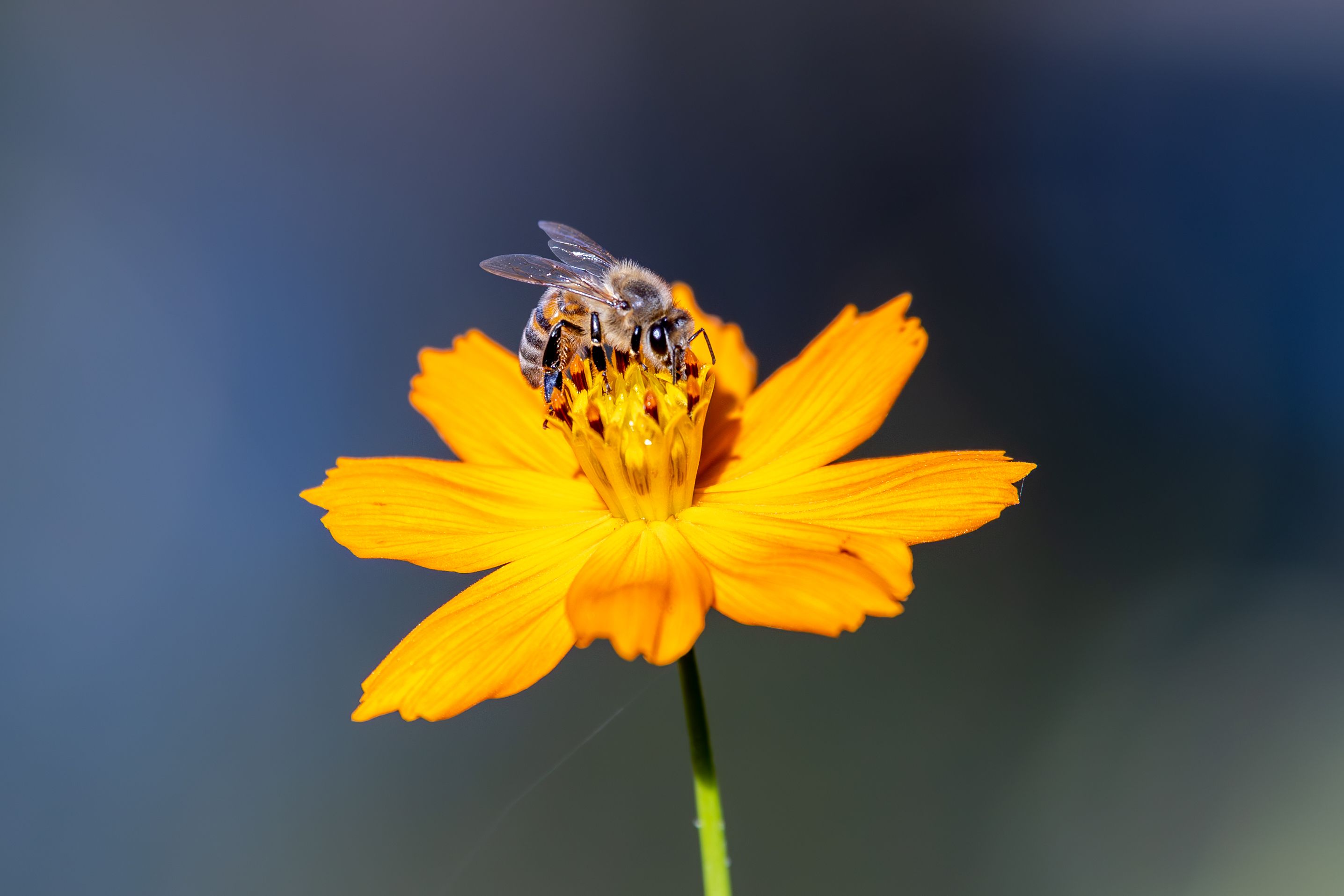 Fotografía Macro De Una Abeja Melífera Sobre Una Flor De Color Naranja ...