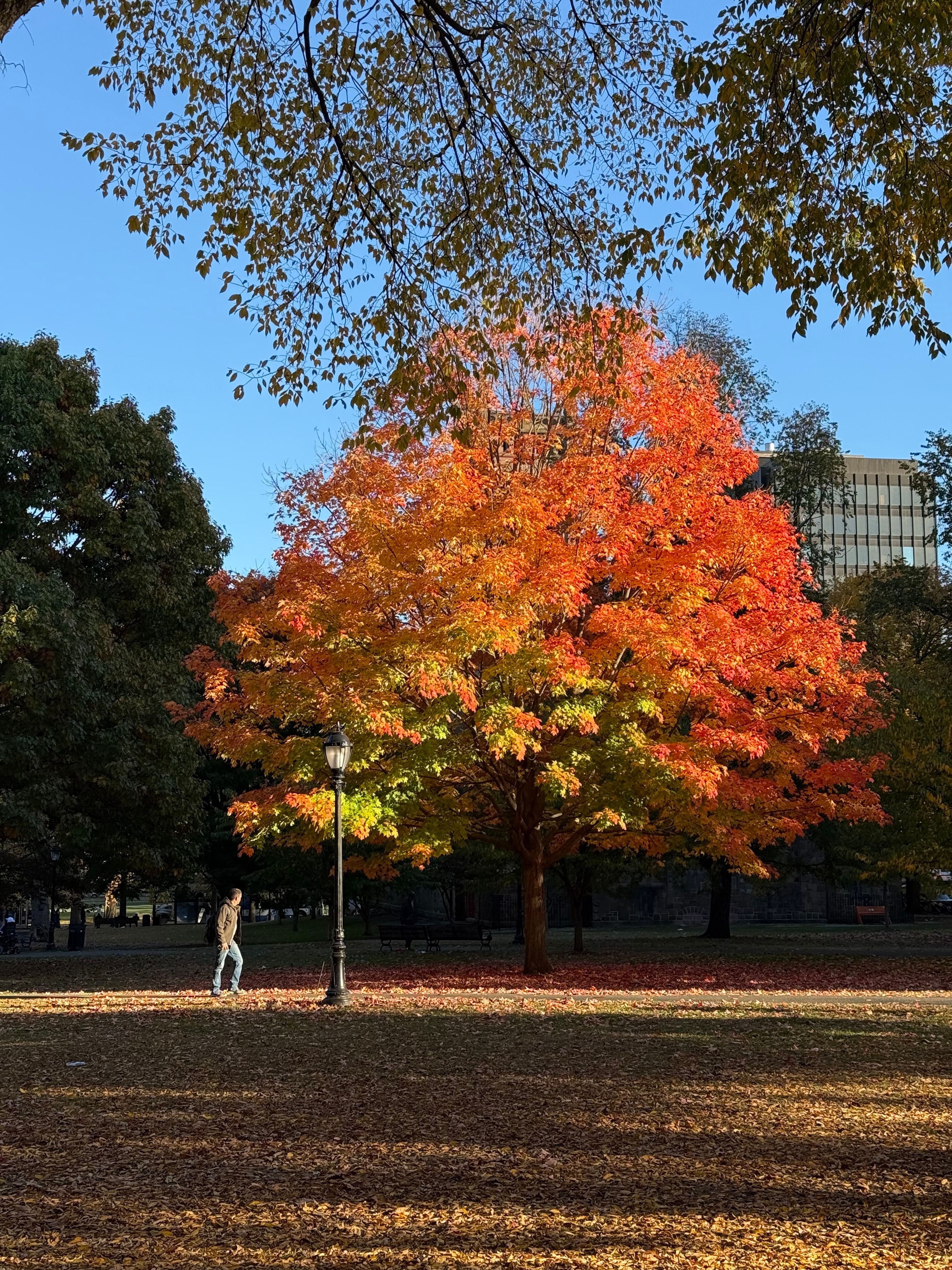 Vibrant Autumn Foliage in New Haven Park · Free Stock Photo