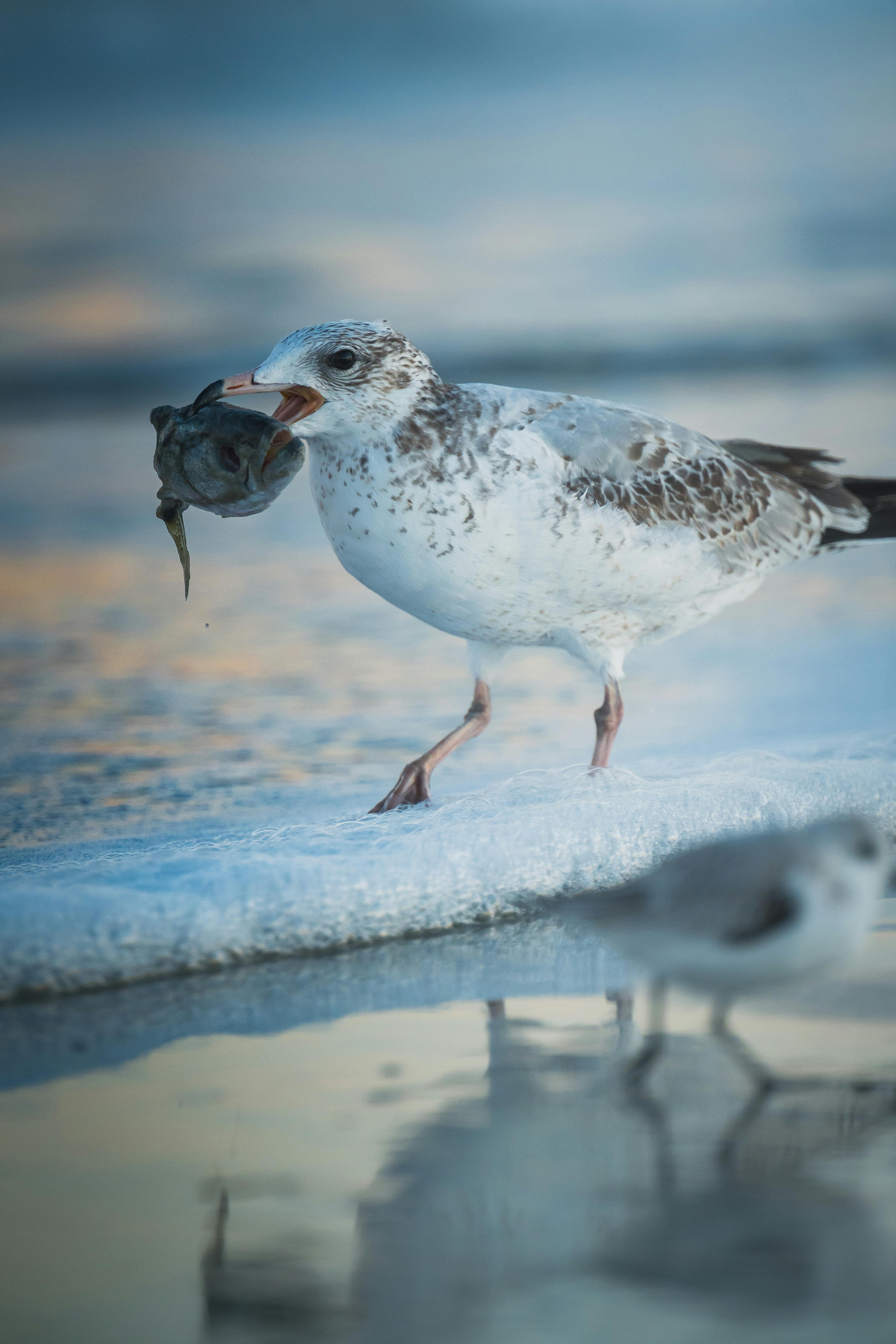 Seagull Catching Fish on the Beach at Sunset · Free Stock Photo