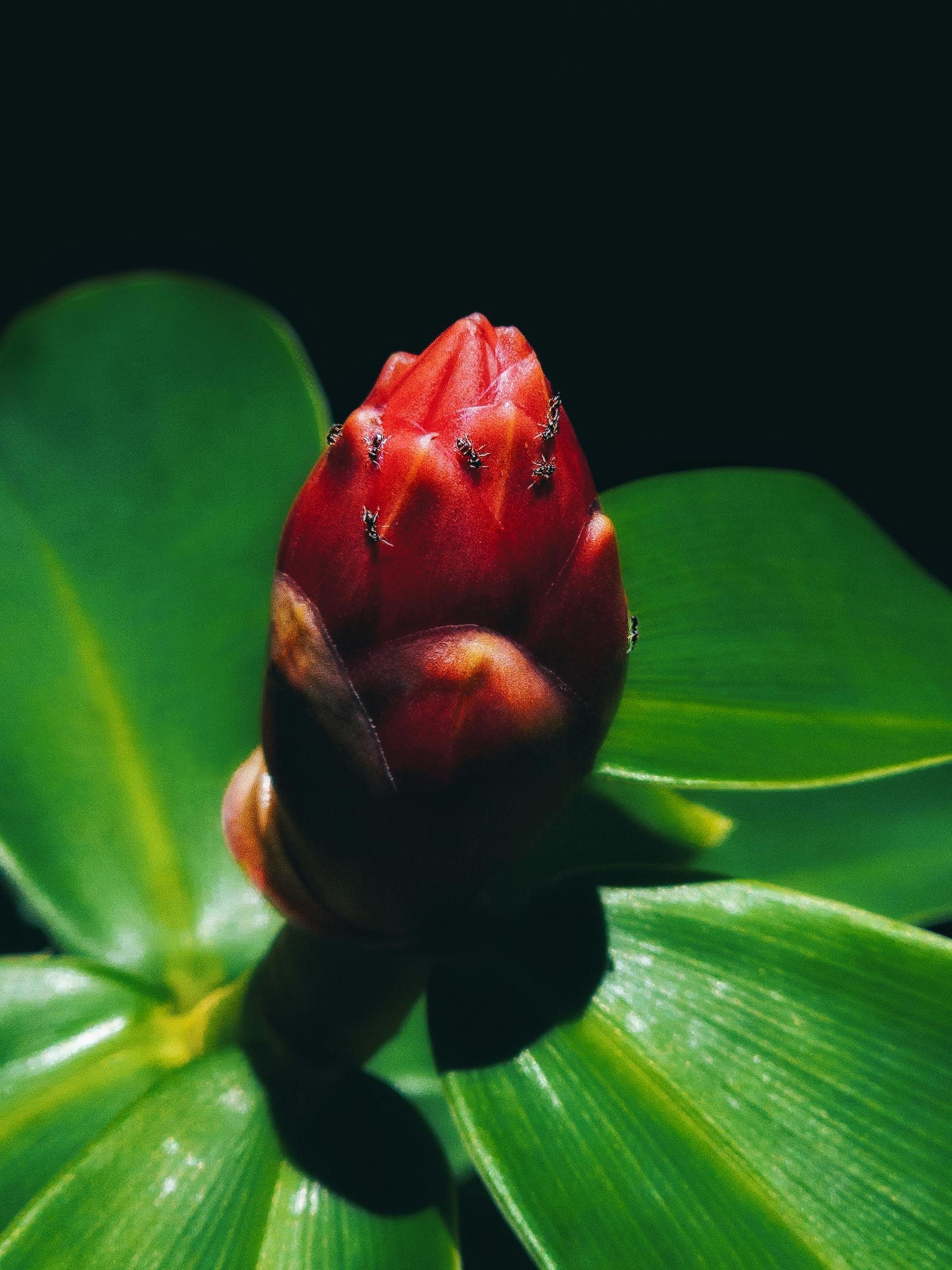 Close-Up of Ants on a Red Flower Bud in Brazil · Free Stock Photo