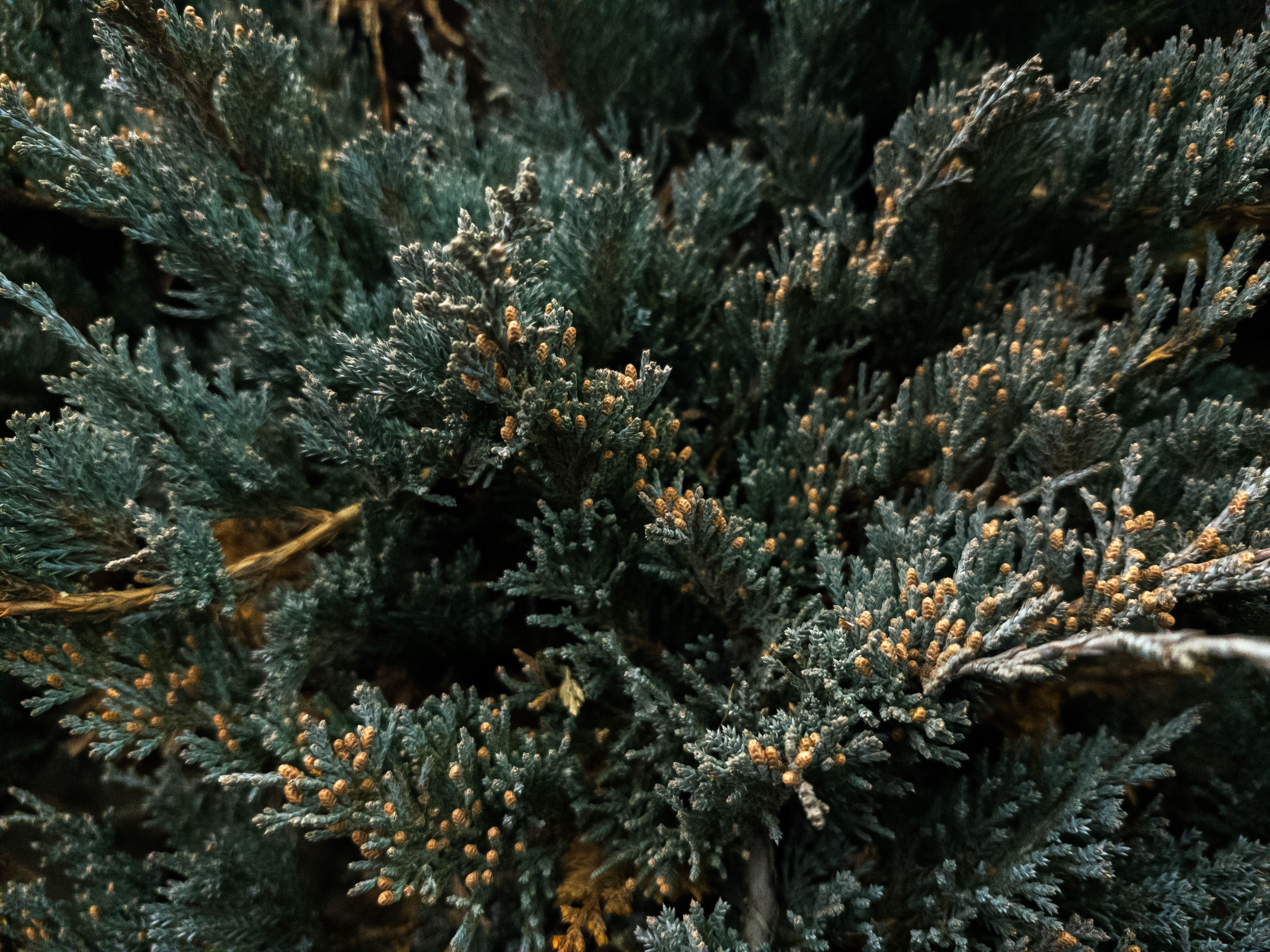 4k Wallpaper Cedar Tree Photos, Download The BEST Free 4k Wallpaper ...