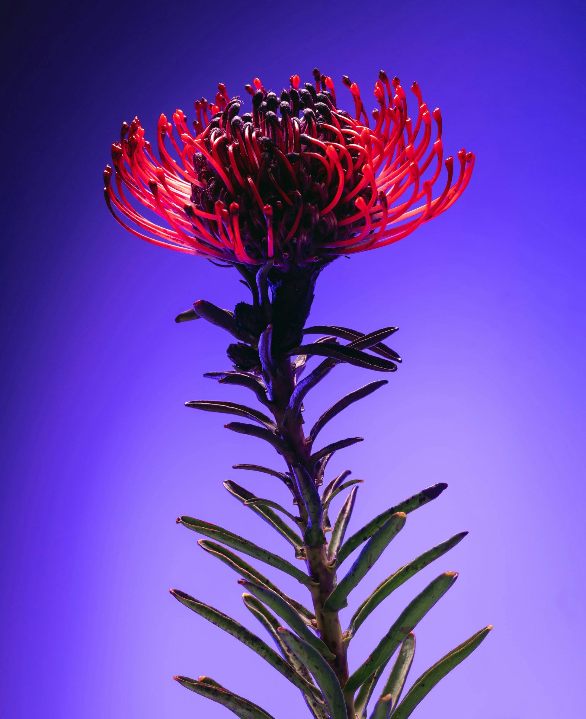 Vibrant Red Protea Flower on Blue Background · Free Stock Photo