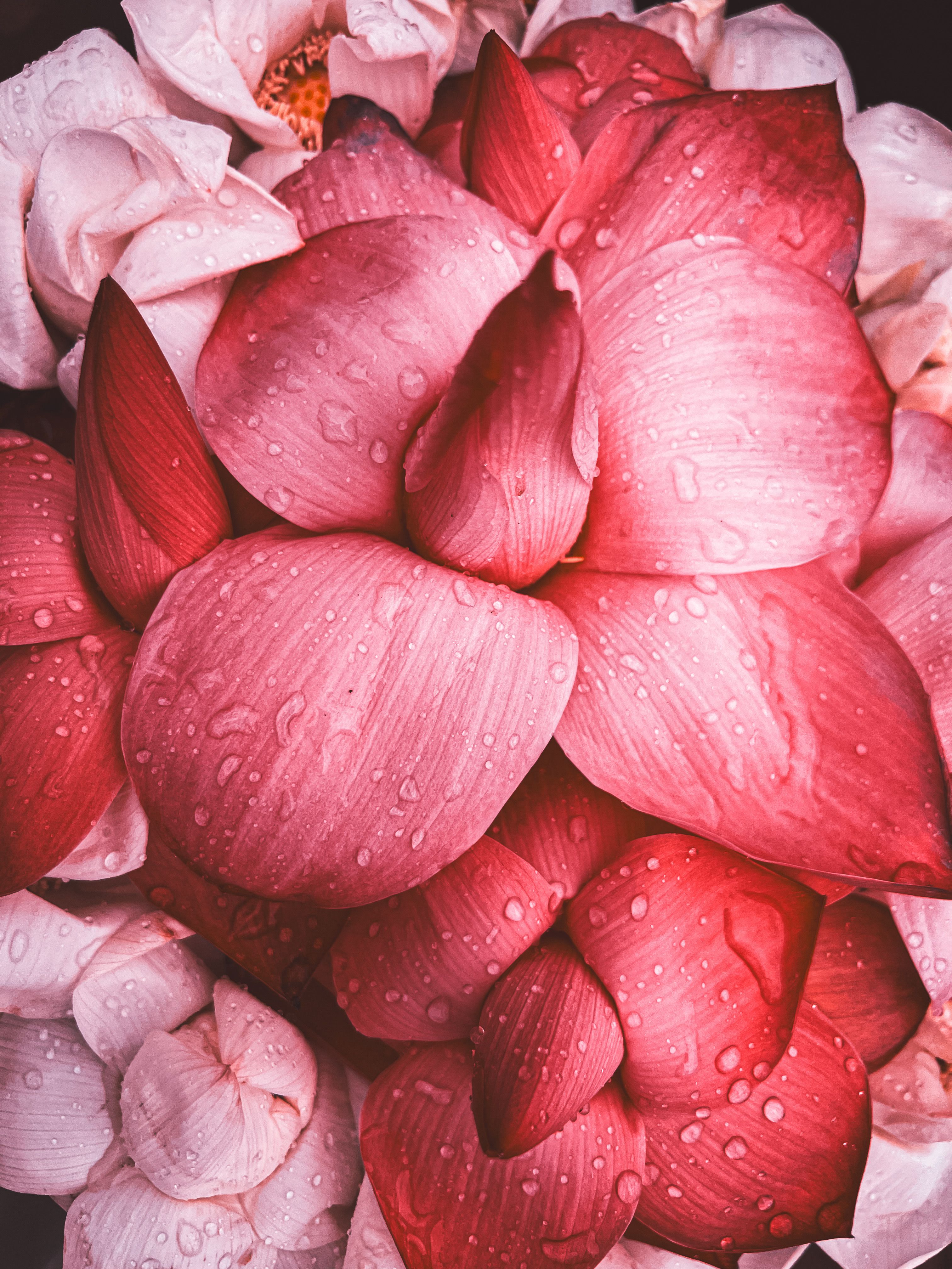 Vibrant Pink Lotus Blossom Close-Up with Dew · Free Stock Photo