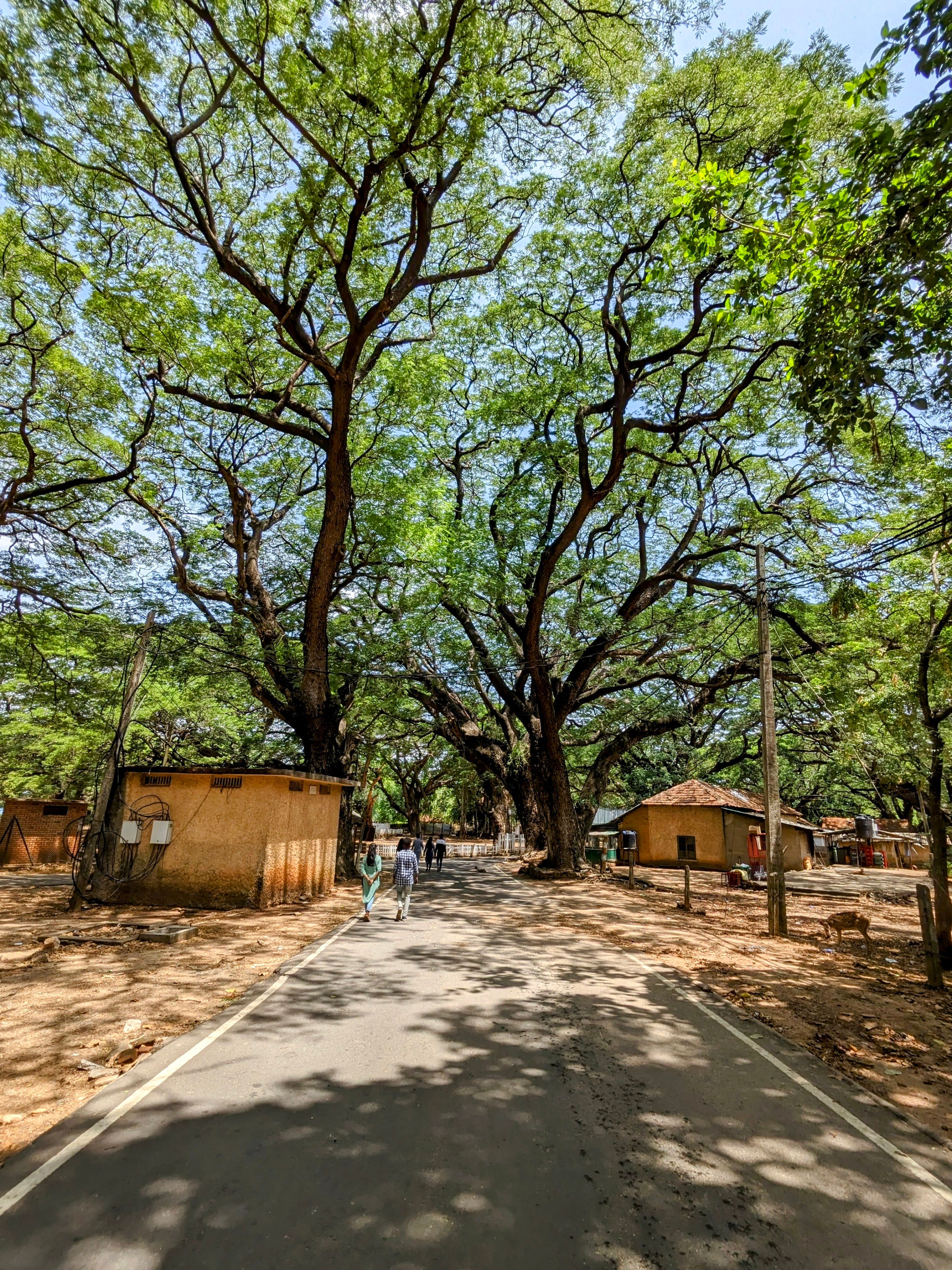 Serene Village Scene with Majestic Trees · Free Stock Photo