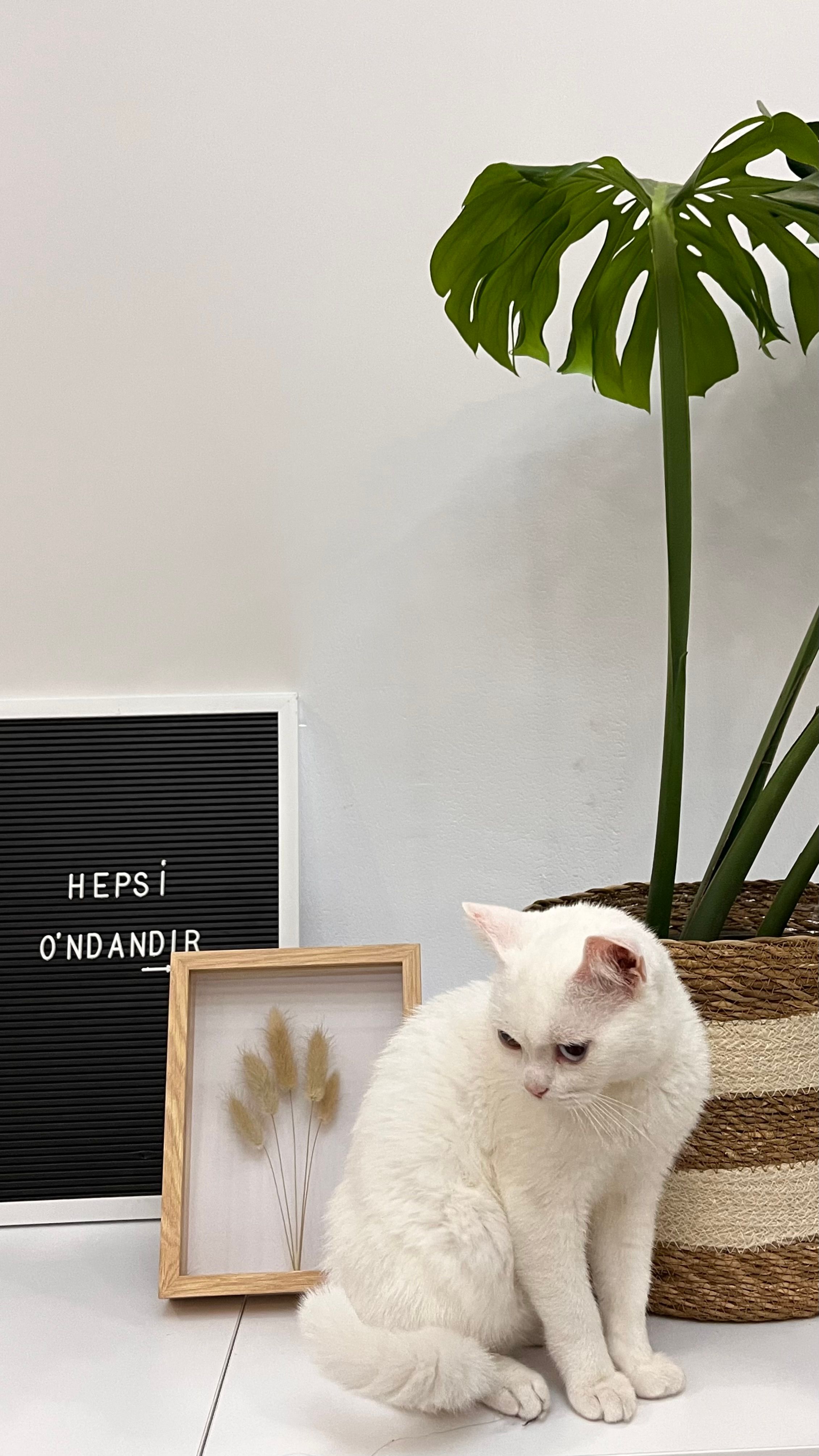 White Cat Sitting Next to Monstera Plant Indoors · Free Stock Photo