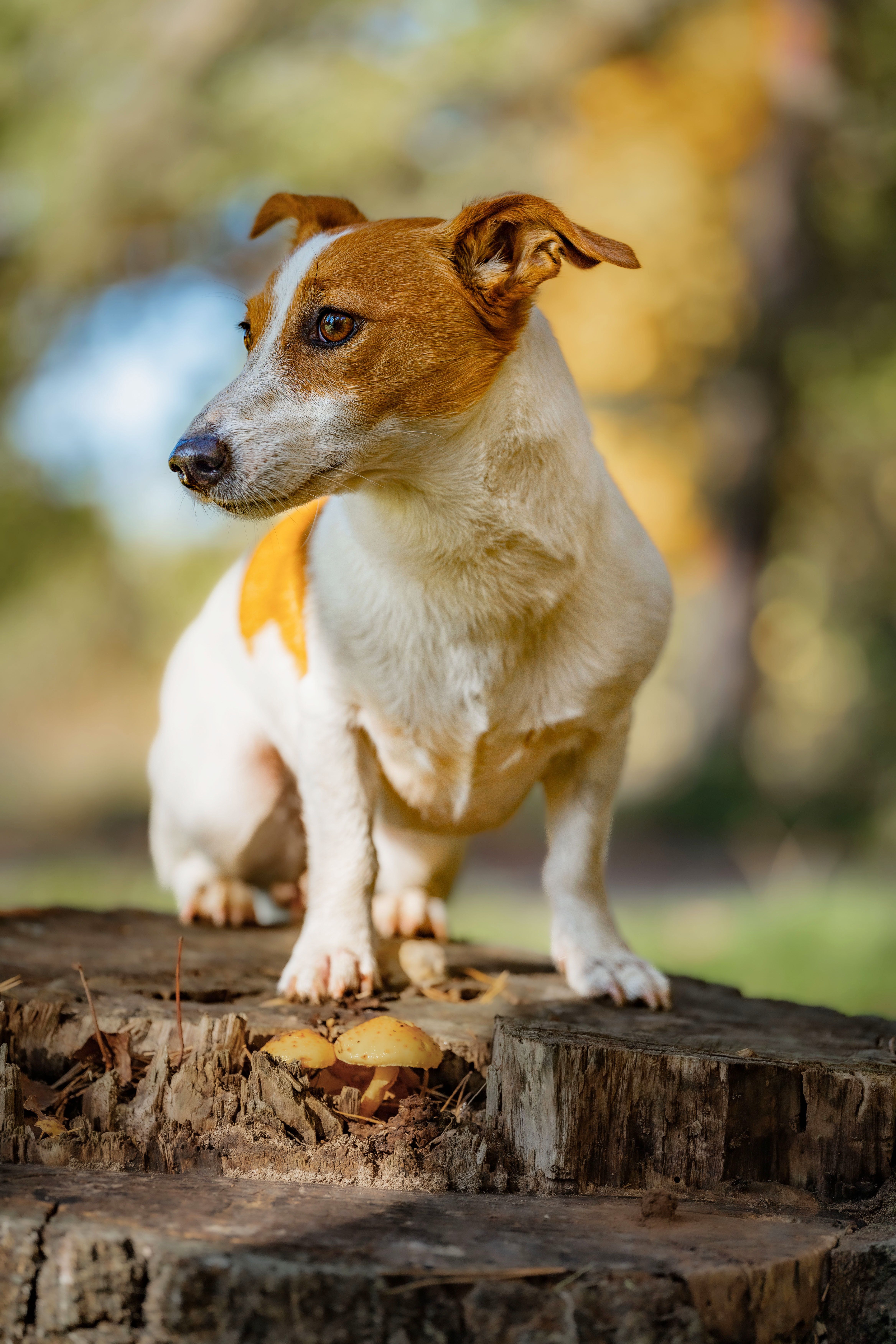 Curious Jack Russell Terrier on Tree Stump · Free Stock Photo
