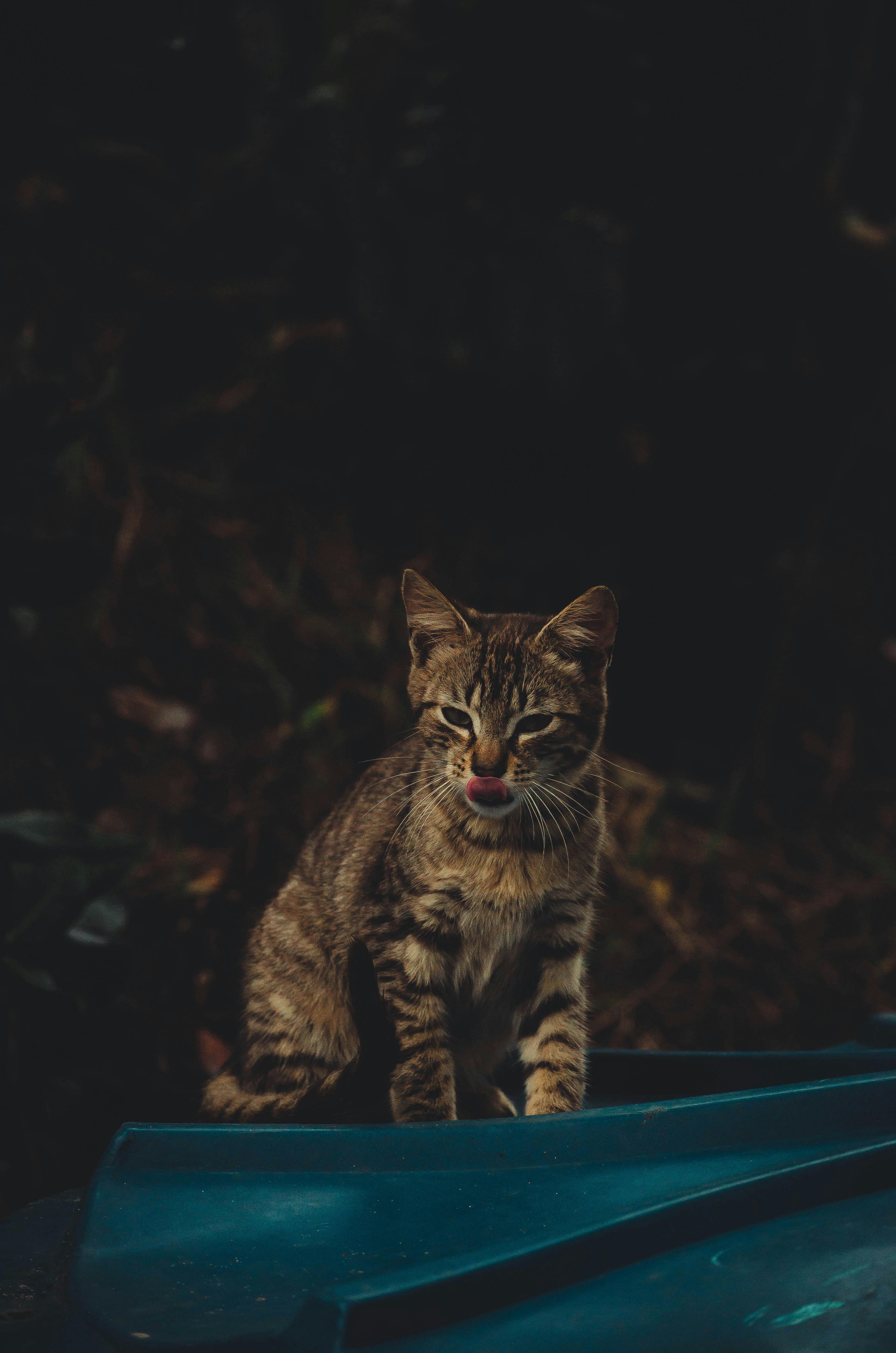 Cat With Out Background Photos, Download The BEST Free Cat With Out ...