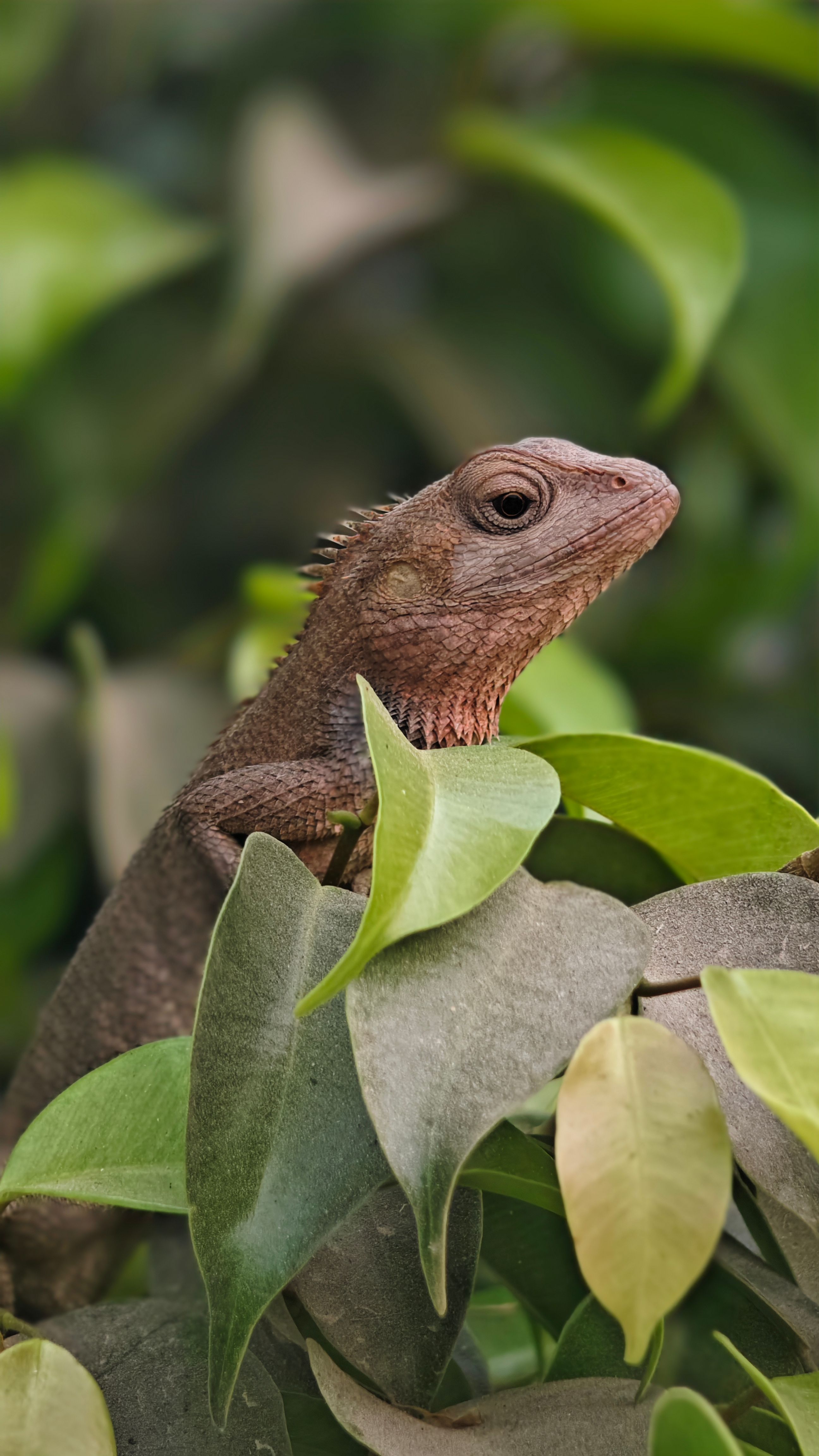 Close-up of a lizard amongst leaves · Free Stock Photo