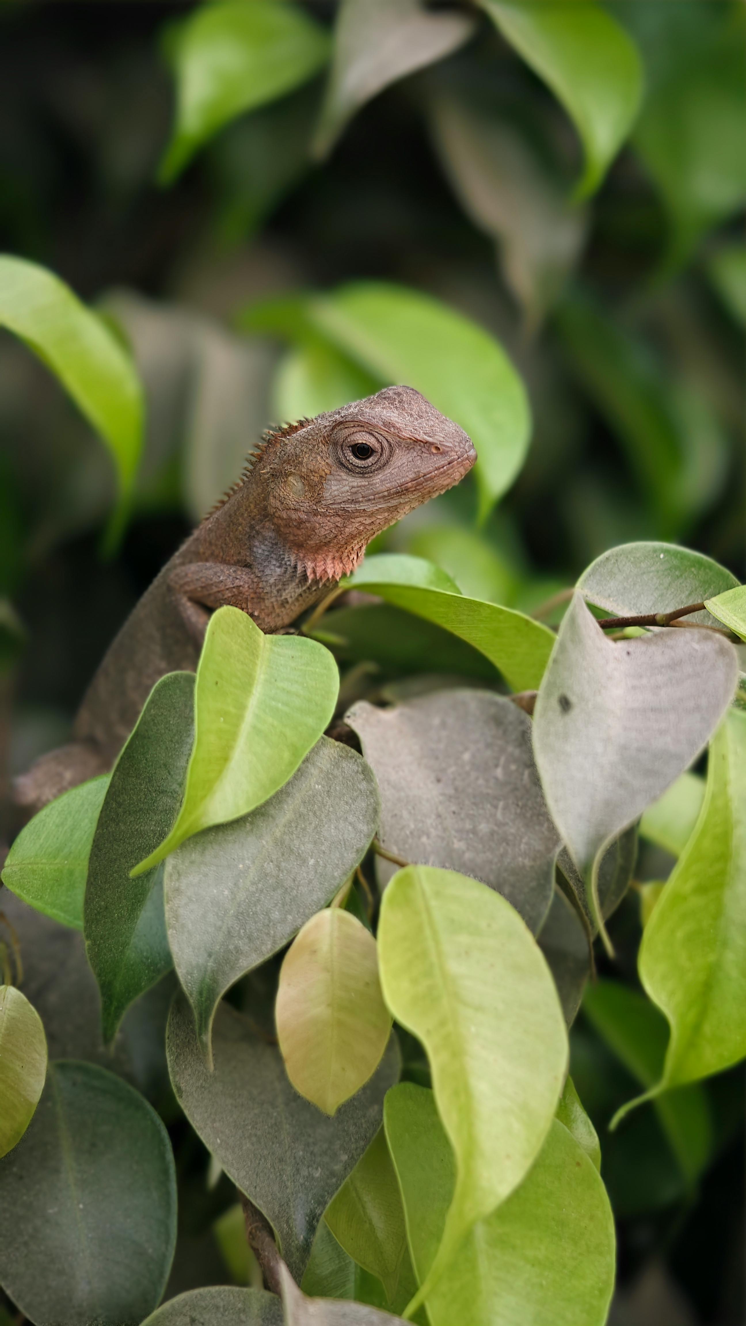 Close-up of Lizard Among Green Leaves · Free Stock Photo