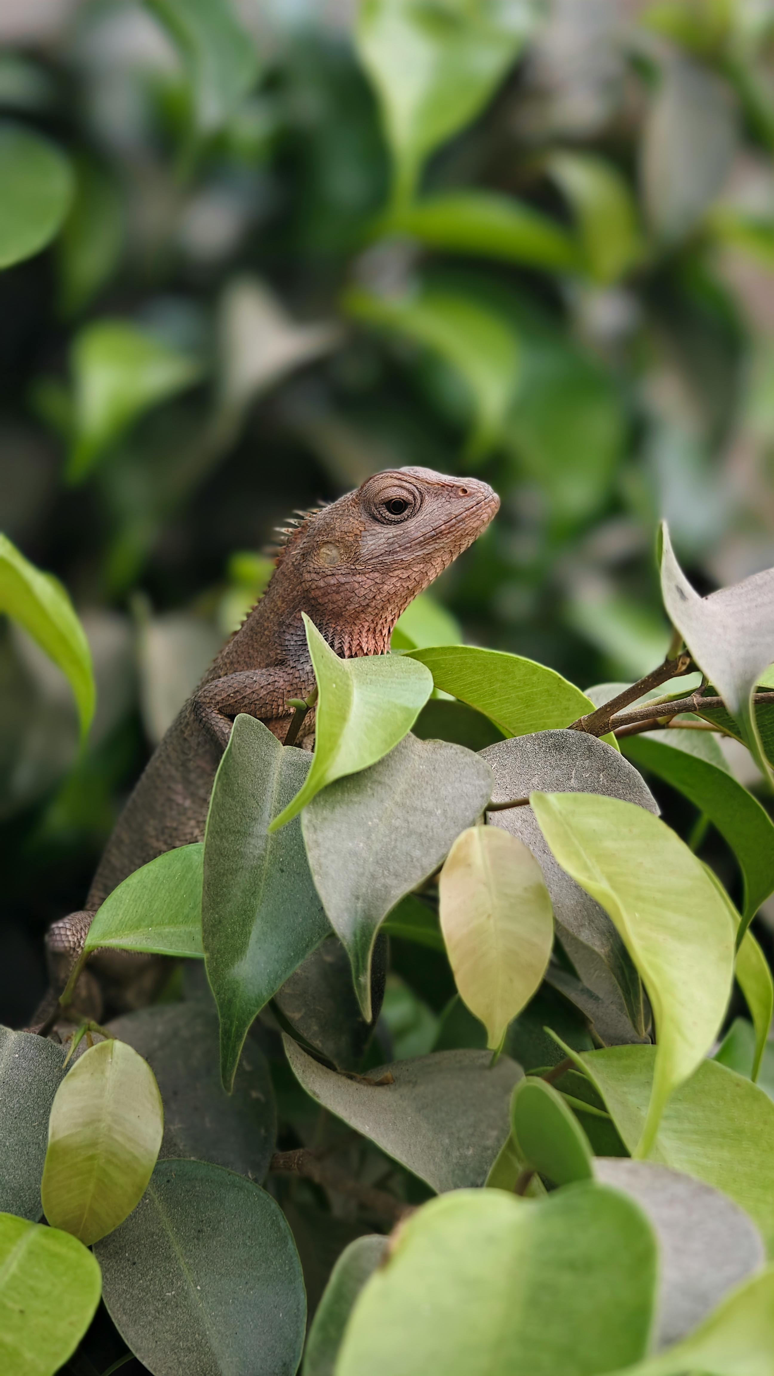 Lizard Perspective Photos, Download The BEST Free Lizard Perspective ...