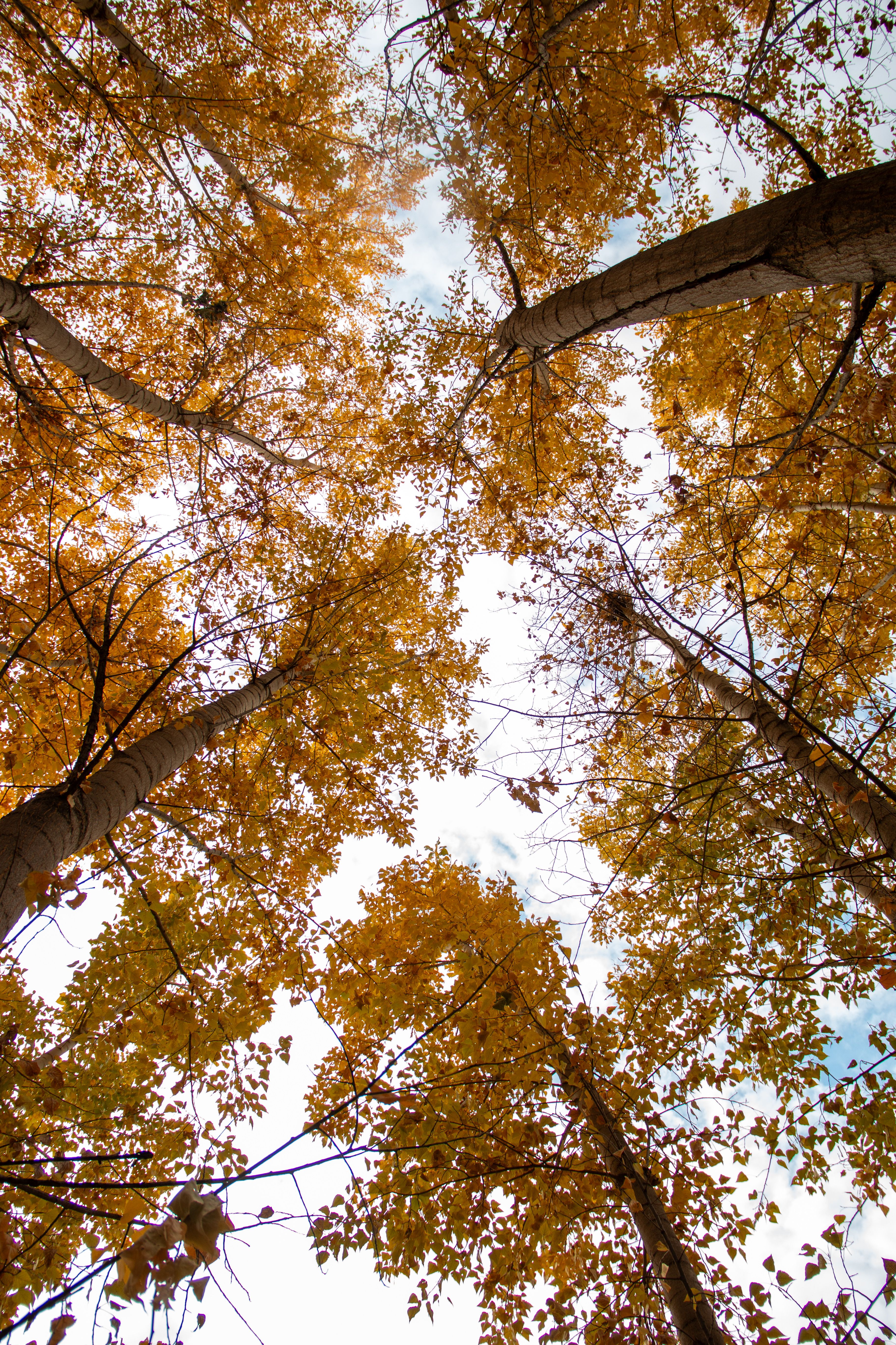 Autumn Foliage in Türkiye Forest · Free Stock Photo