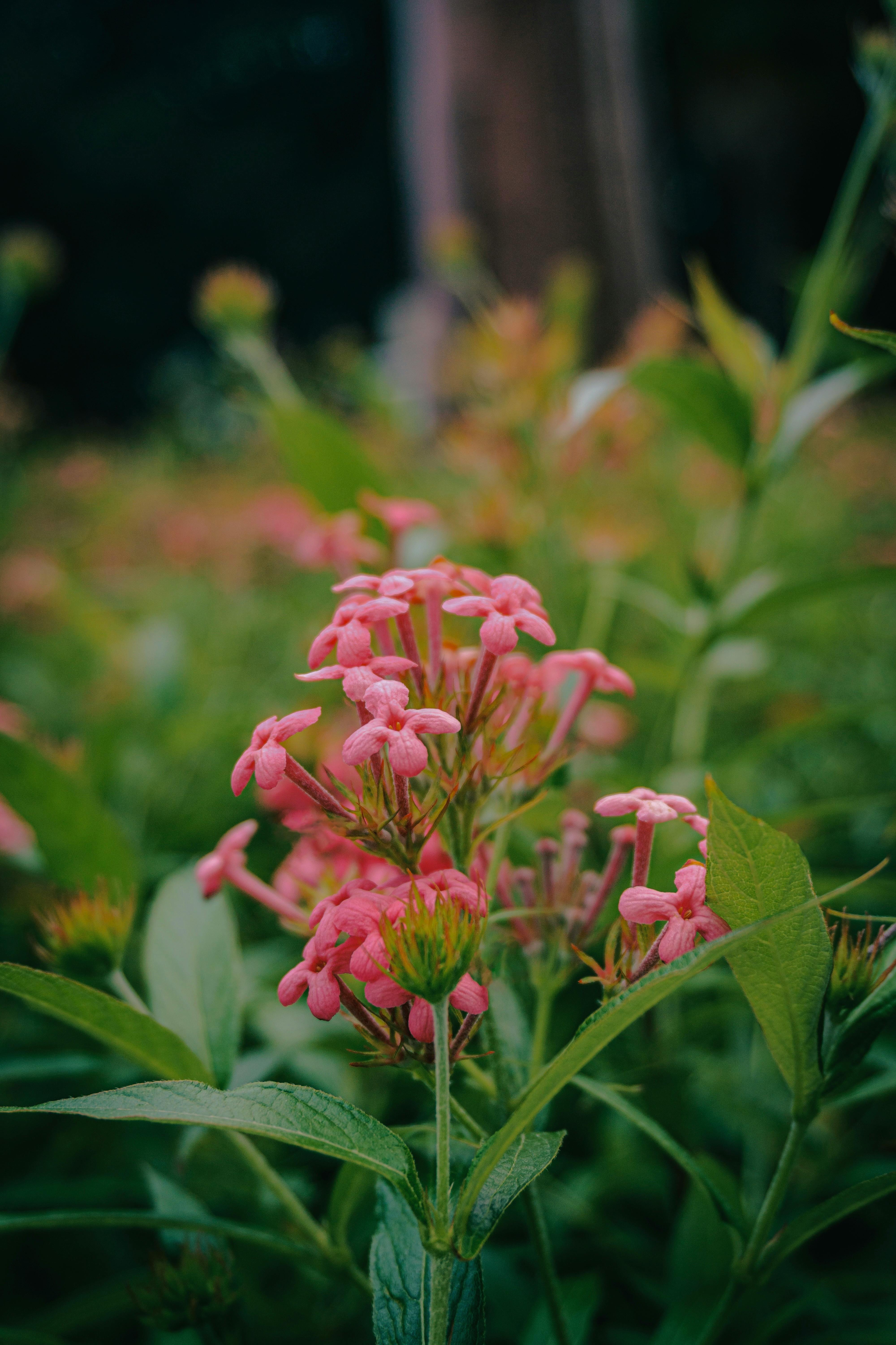 Pink Rondeletia in Bloom in Xiamen Park · Free Stock Photo