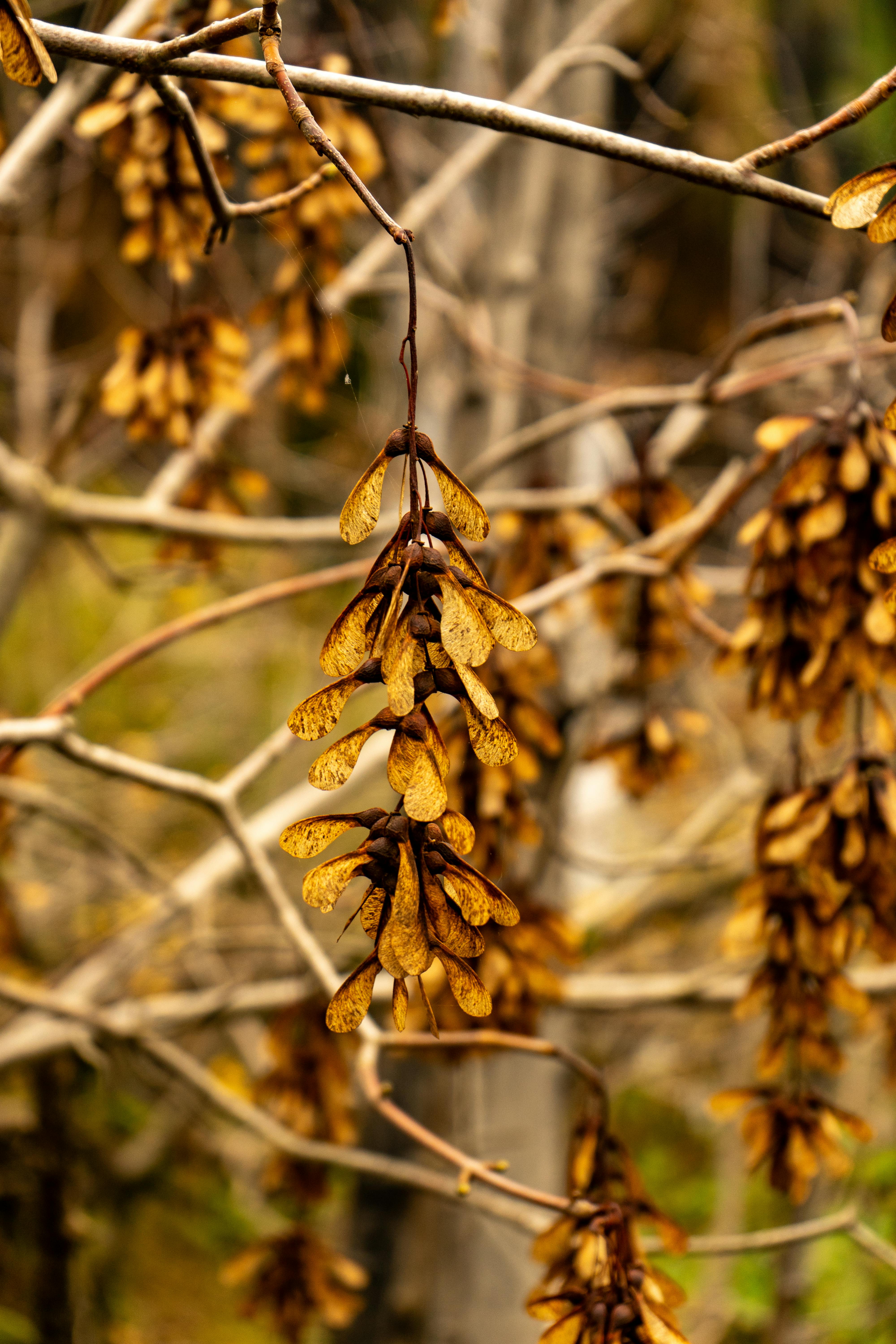 Close-Up of Autumn Seed Pods in Croatia · Free Stock Photo