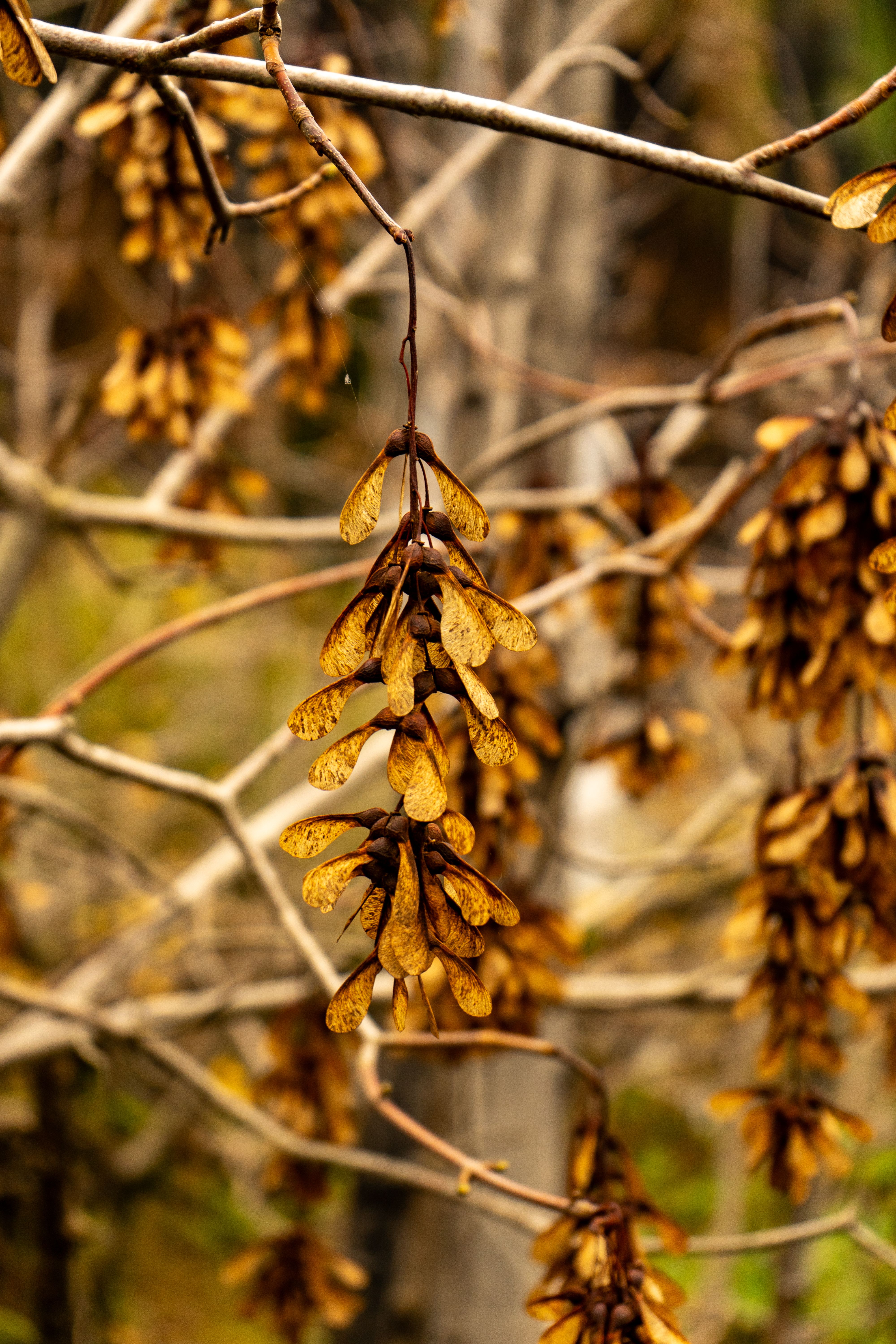 Close-Up of Autumn Seed Pods in Croatia · Free Stock Photo