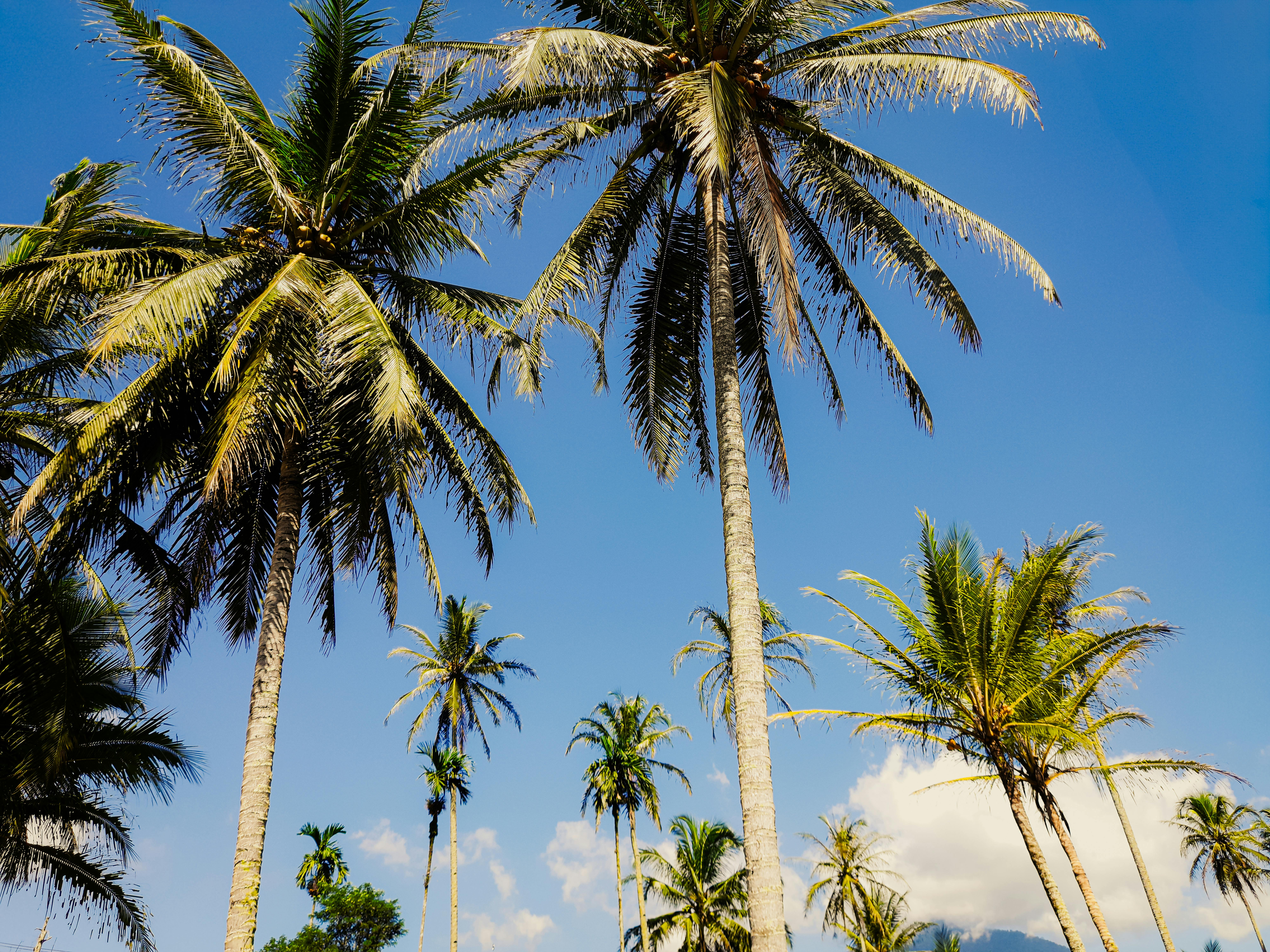 Low Angle Shot of Palm Tree · Free Stock Photo